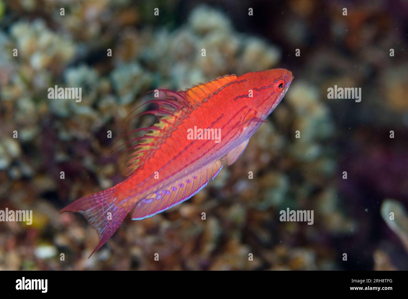 Filamented flasher wrasse male Banque de photographies et d’images à ...