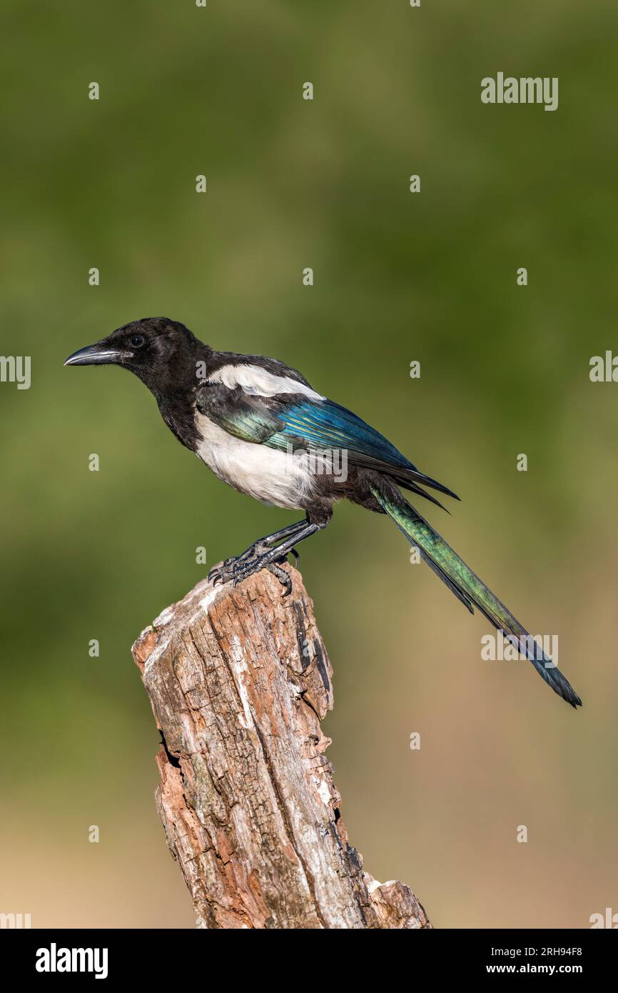 Magpie and stump Banque de photographies et d’images à haute résolution ...