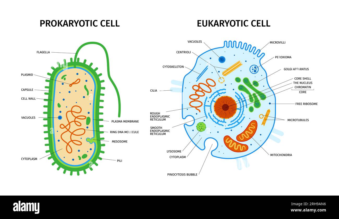Anatomie cellulaire de composition eucaryote et procaryote avec ...