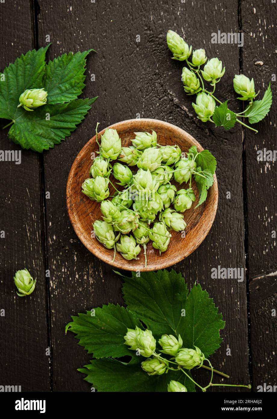 Plante médicinale à base de plantes cueillies Humulus lupulus le ...