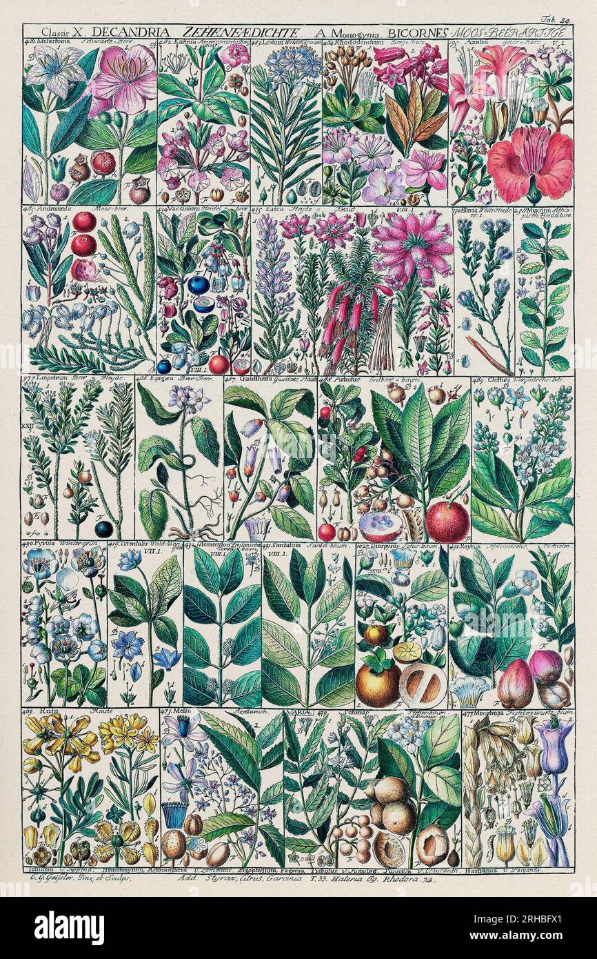 Planche botanique 18eme siècle Banque de photographies et d’images à ...