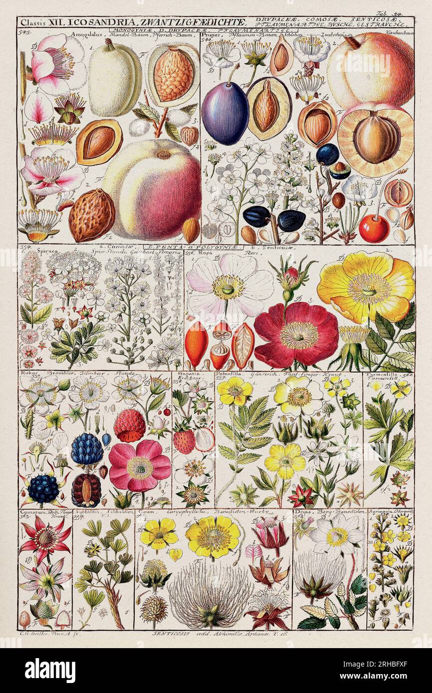 Planche botanique 18eme siècle Banque de photographies et d’images à ...