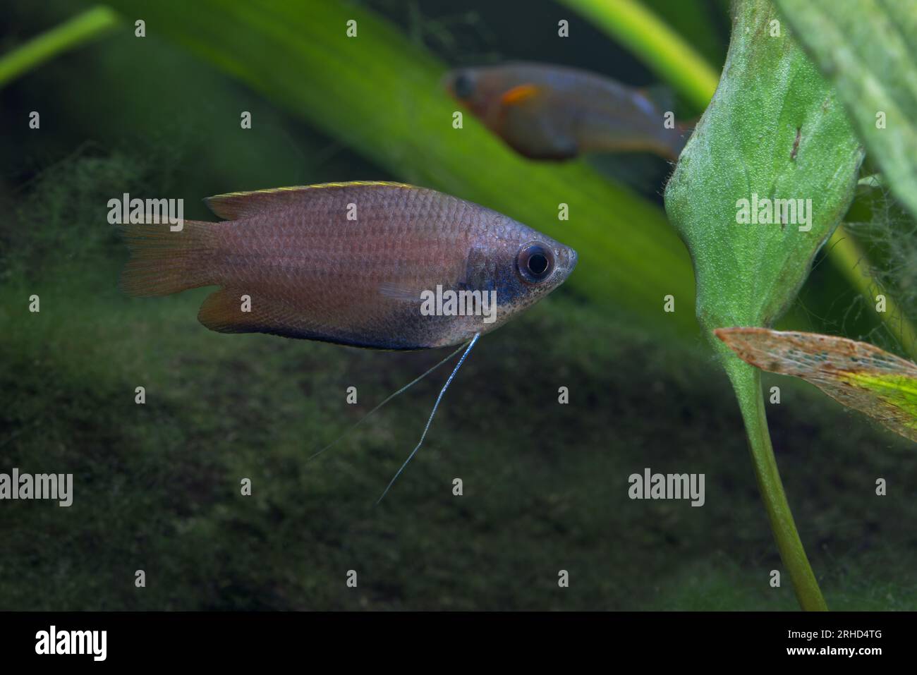 Honey gourami trichogaster chuna Banque de photographies et d’images à ...