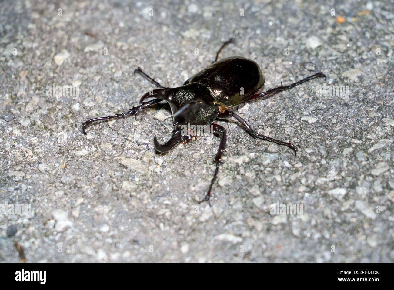 Coléoptère du Caucase (Chalcosoma chiron) au sol. Ou rhinocéros ...