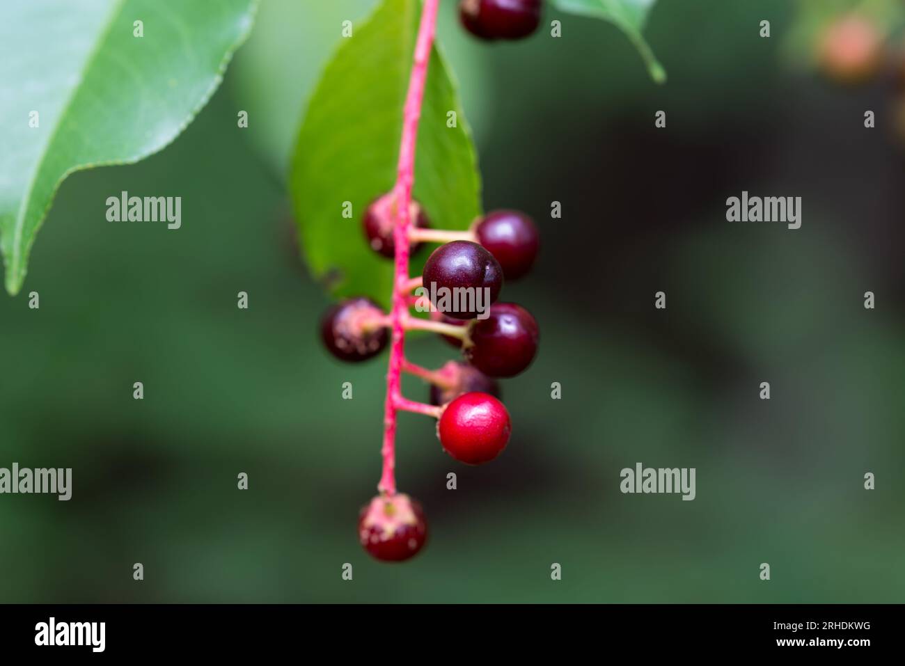 Prunus serotina leaf Banque de photographies et d’images à haute ...
