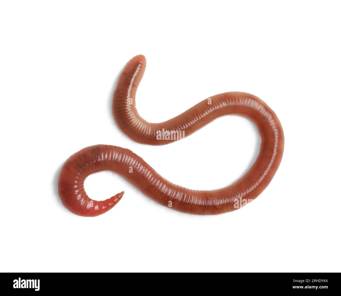 Ver de terre sur le sol animal Banque de photographies et d’images à ...