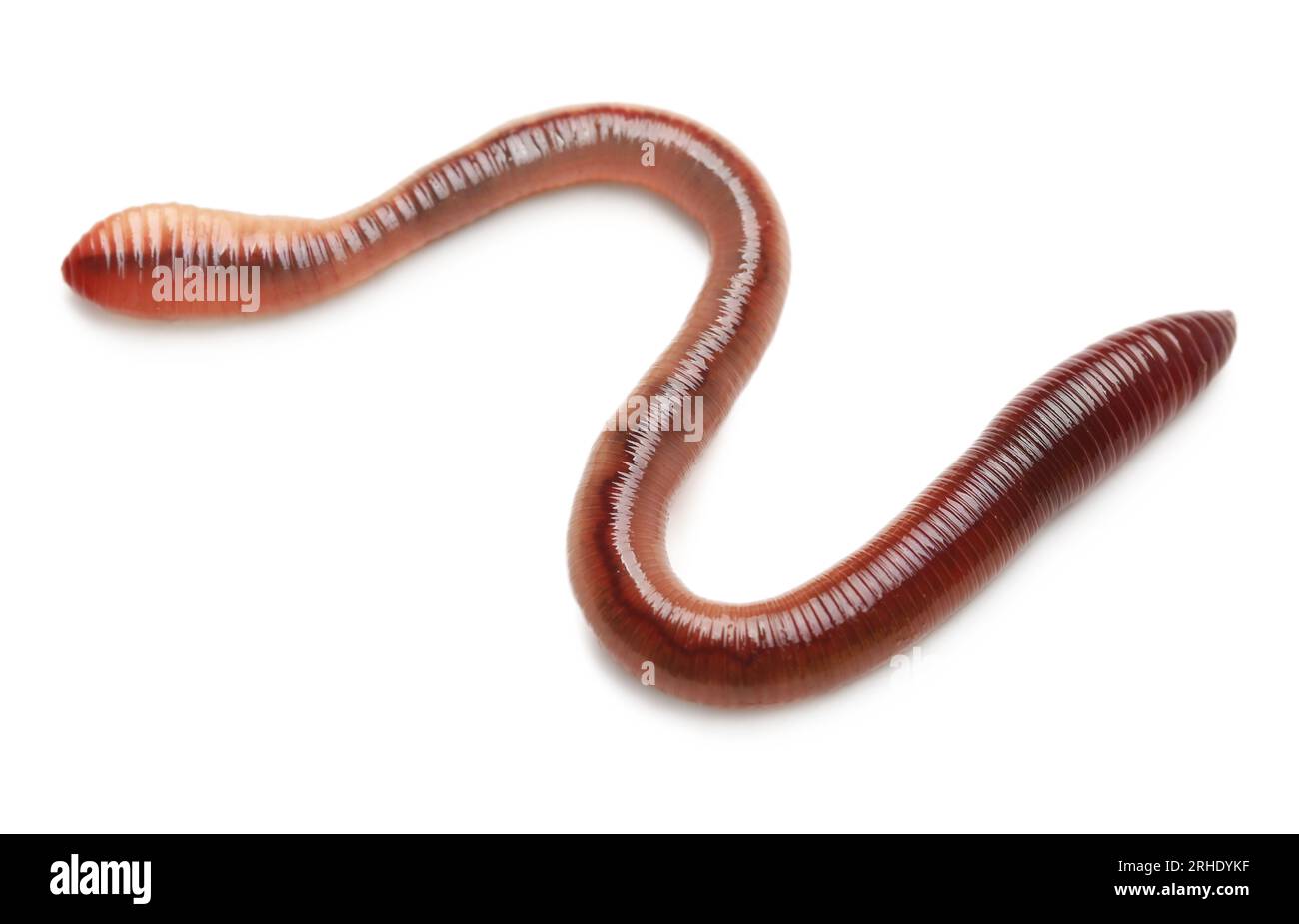 Invertebrados terrestres Banque de photographies et d’images à haute ...