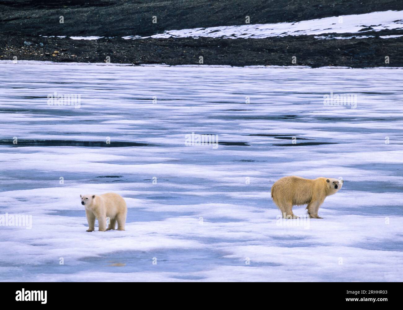 Ours pola Banque de photographies et d’images à haute résolution - Alamy