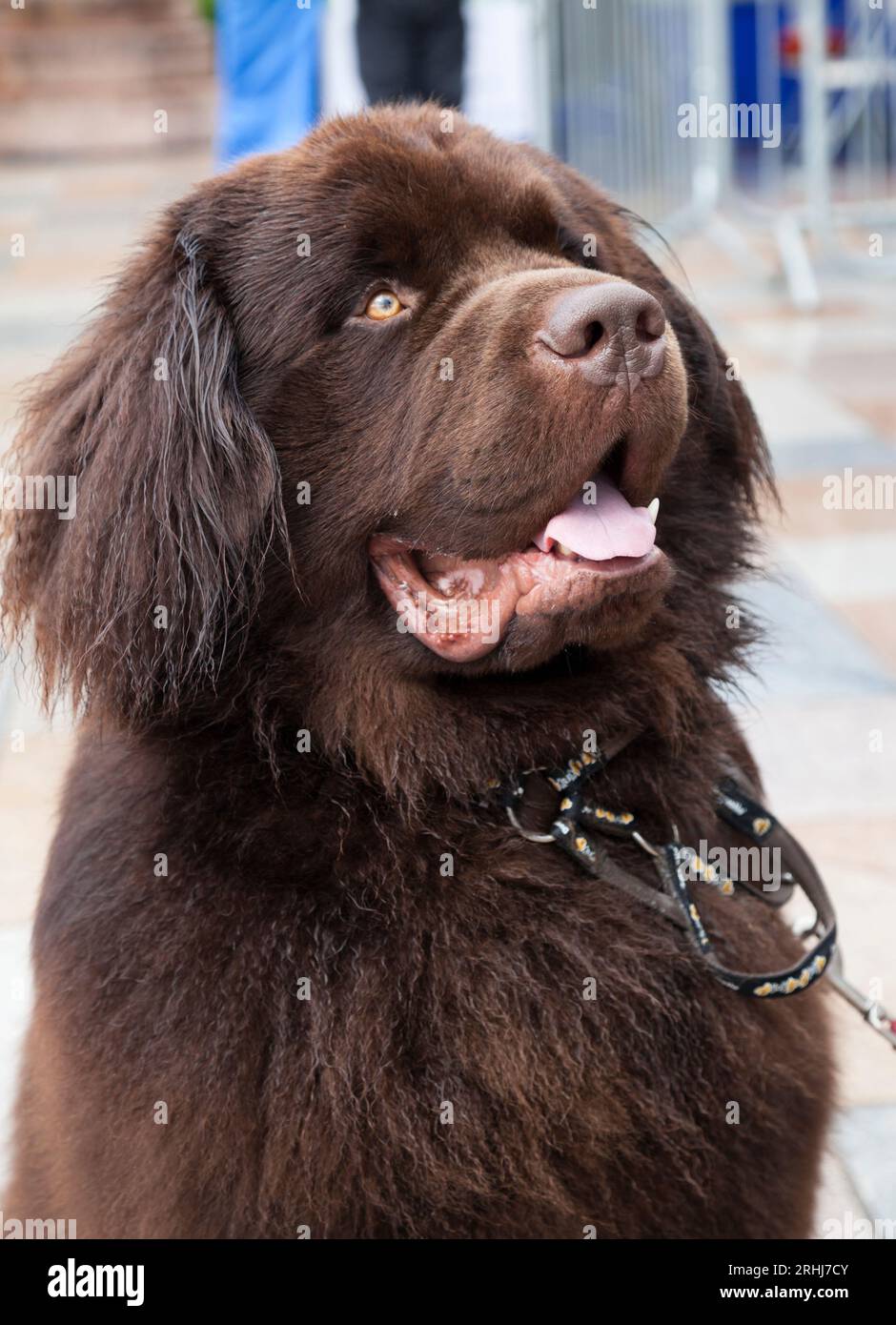 Chien terre neuve brun Banque de photographies et d’images à haute ...