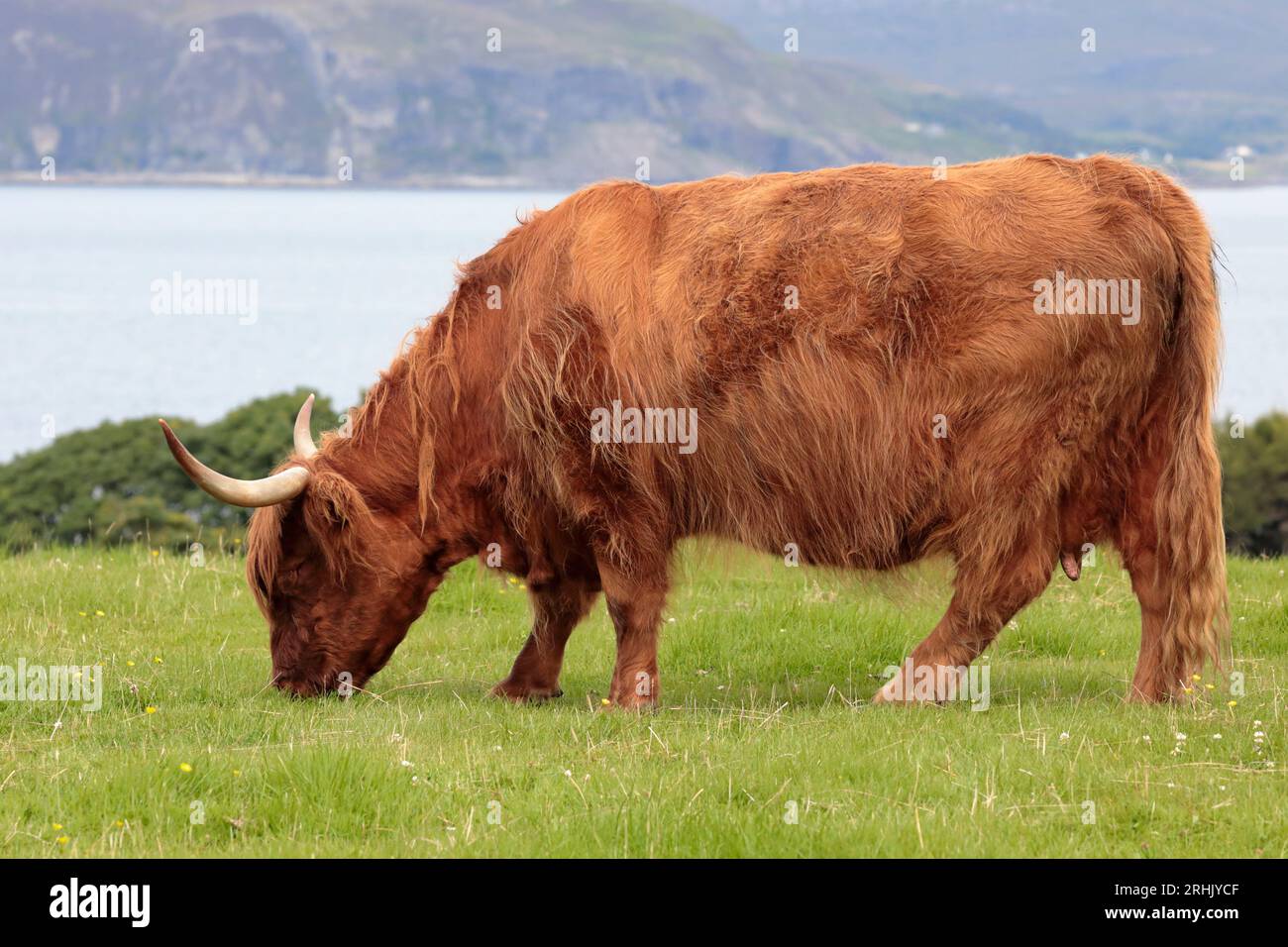 Vache à grandes cornes Banque de photographies et d’images à haute ...