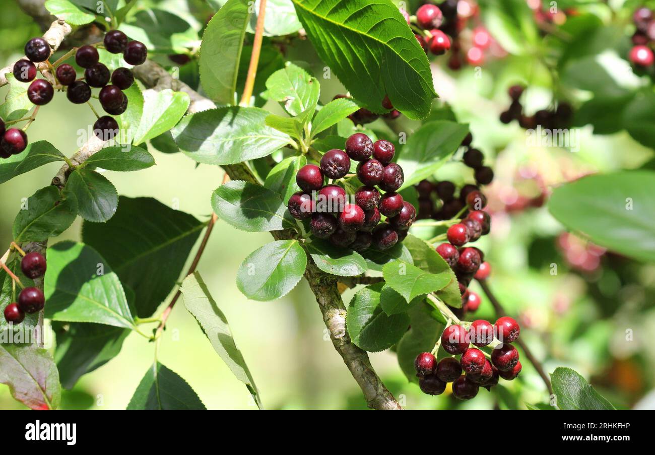 Aronia arbuste Banque de photographies et d’images à haute résolution ...
