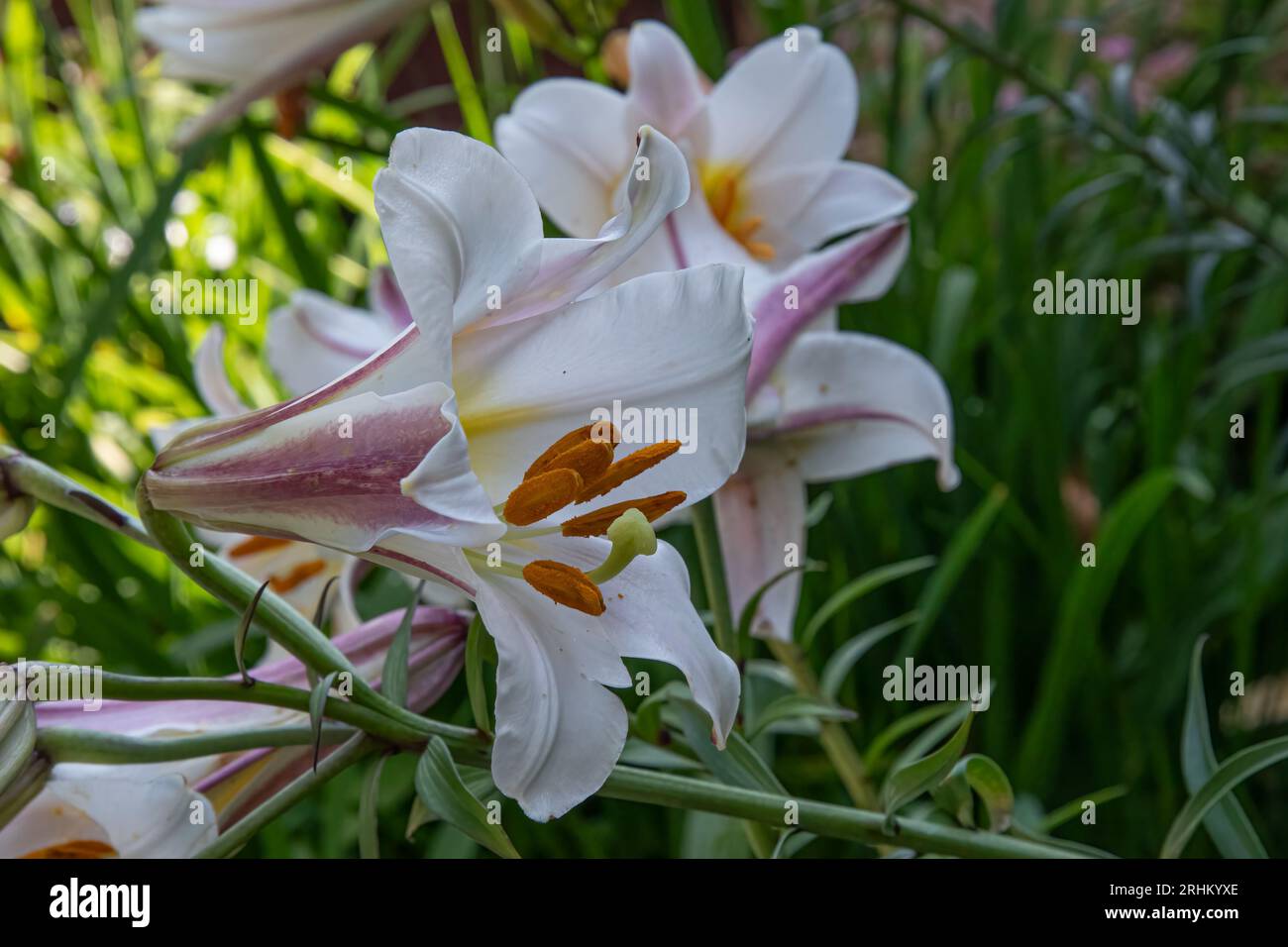 Lys royaux Banque de photographies et d’images à haute résolution - Alamy