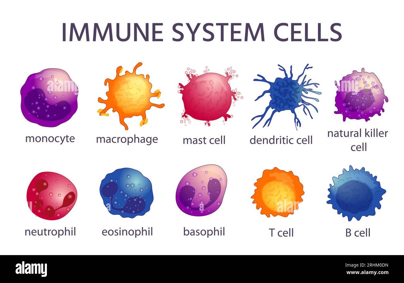 Monocyte et bactérie Banque d'images vectorielles - Alamy