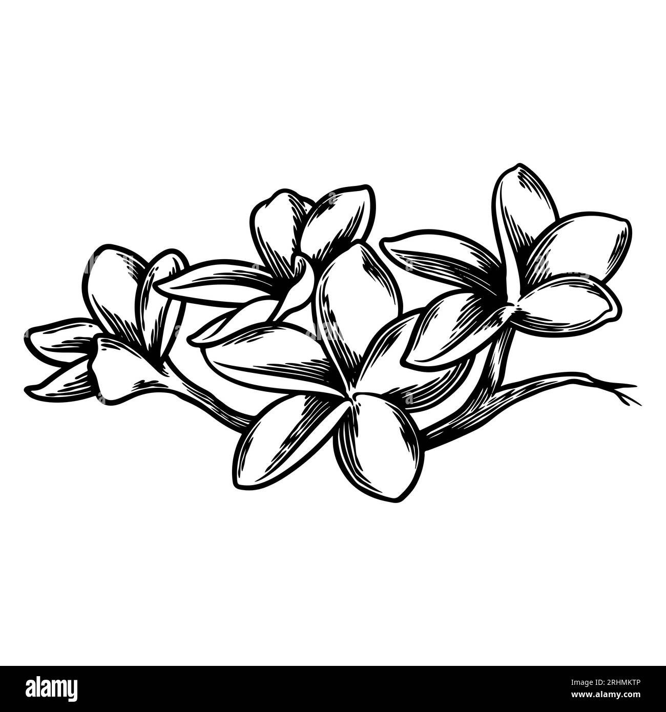 Fleur De Frangipanier Dessin Banque Dimages Détourées Alamy