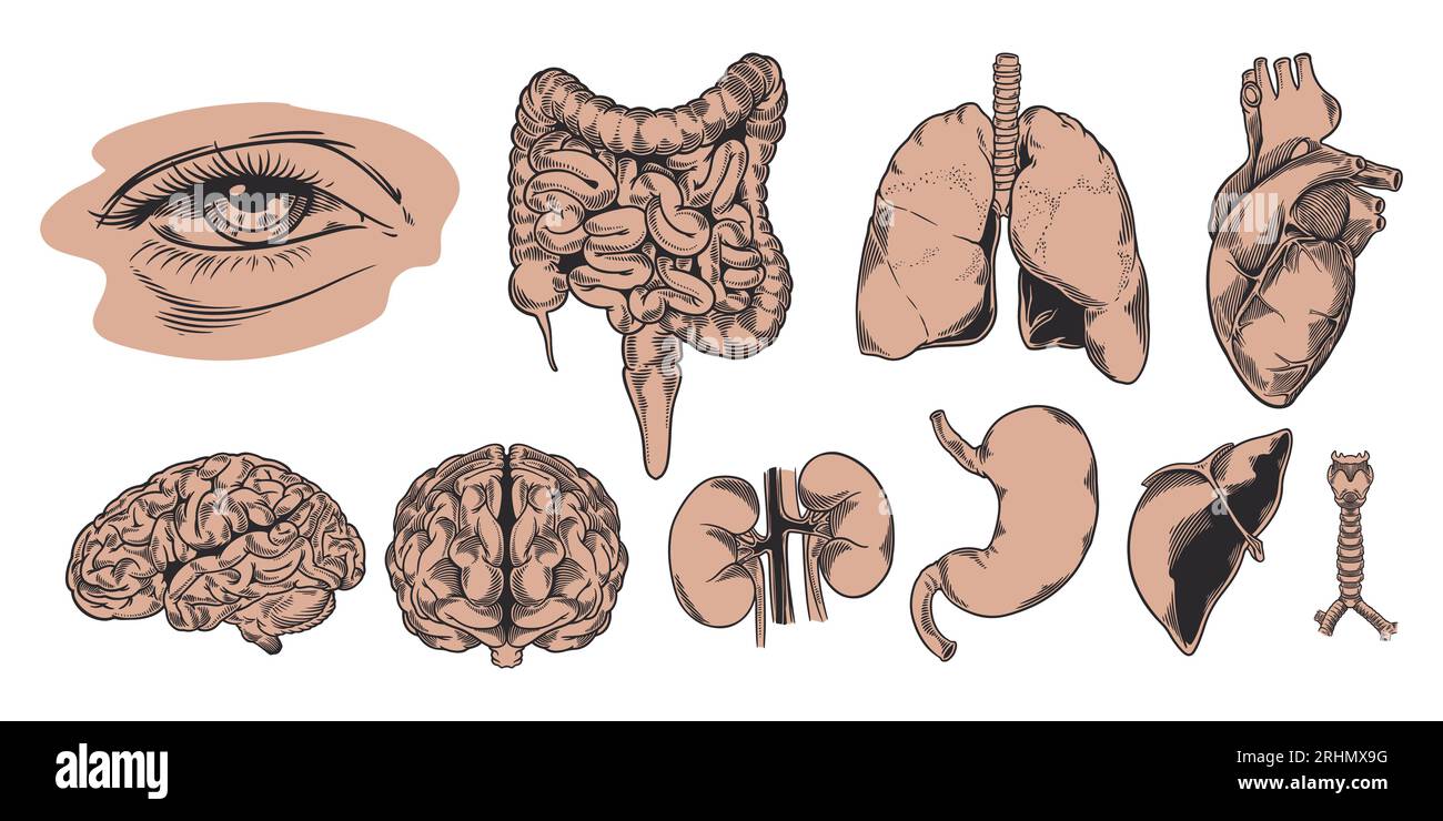 Dessinez à la main l'anatomie humaine. L'étude et la structure des ...