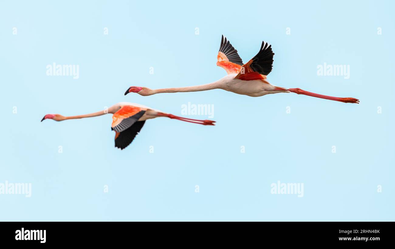 Flamant rose dans son habitat naturel Banque de photographies et d ...