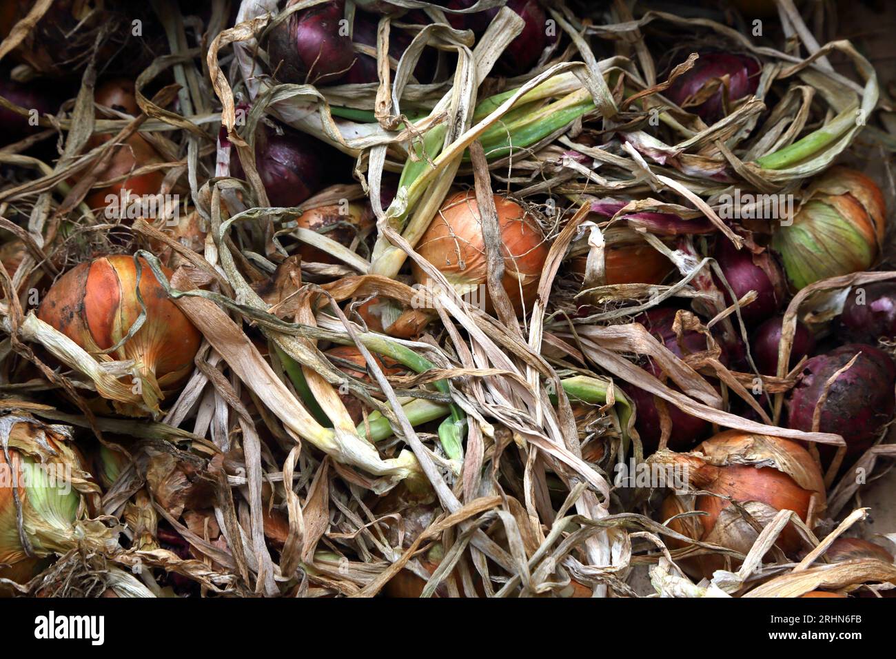Oignons rouge blanc Banque de photographies et d’images à haute ...