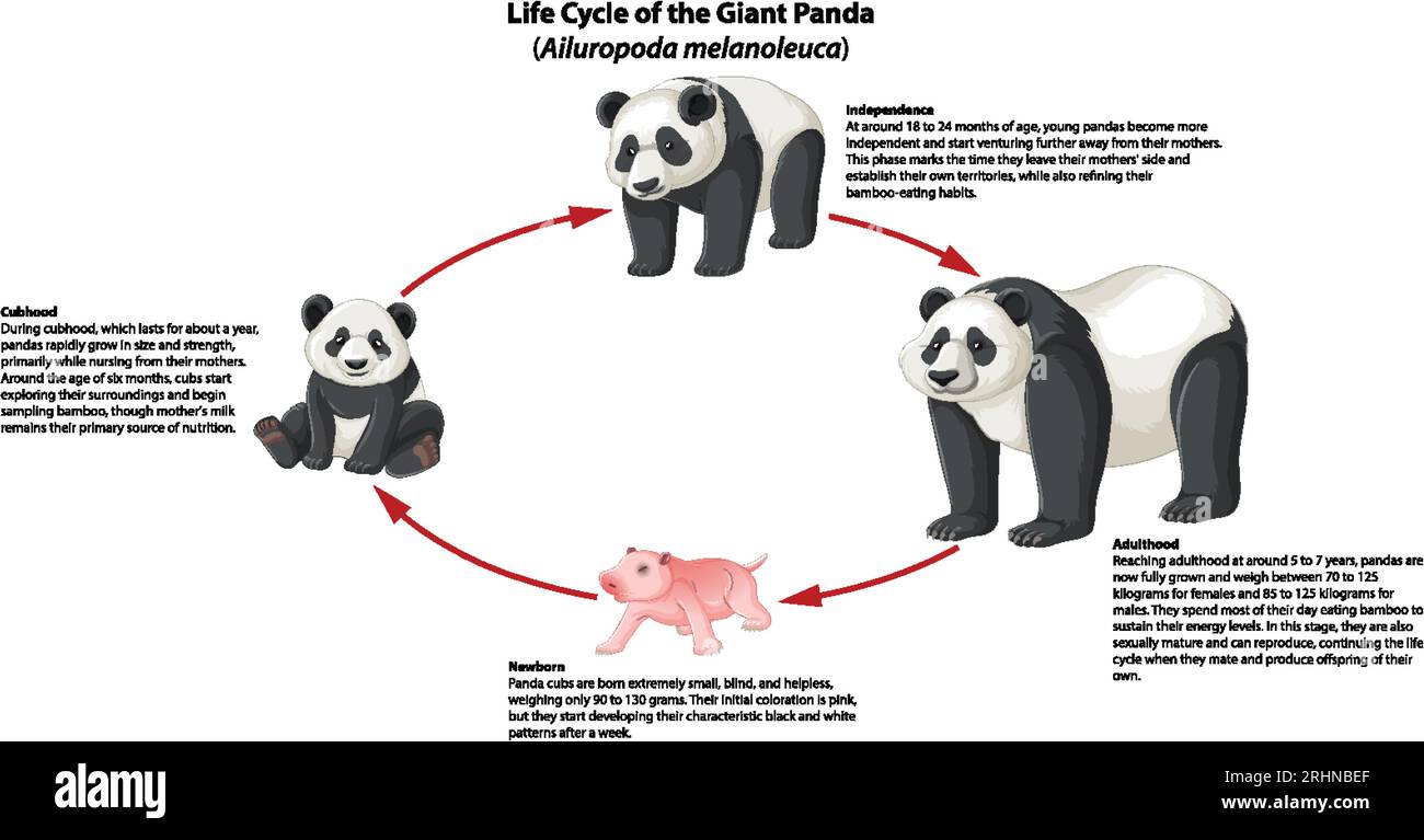 Red Panda Life Cycle Clipart Set Download Clipart 4 School