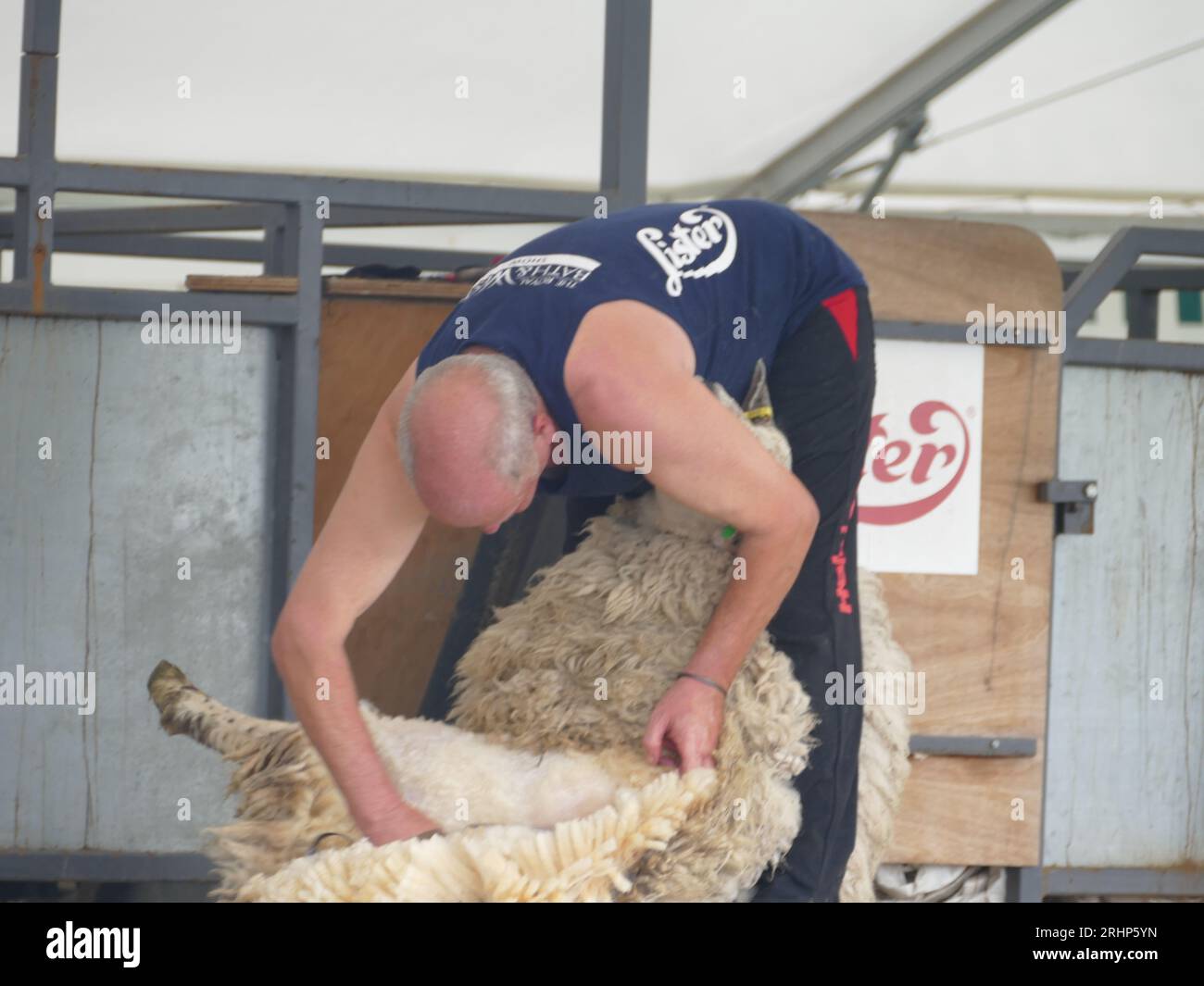 Tondeuse à moutons Banque de photographies et d’images à haute ...