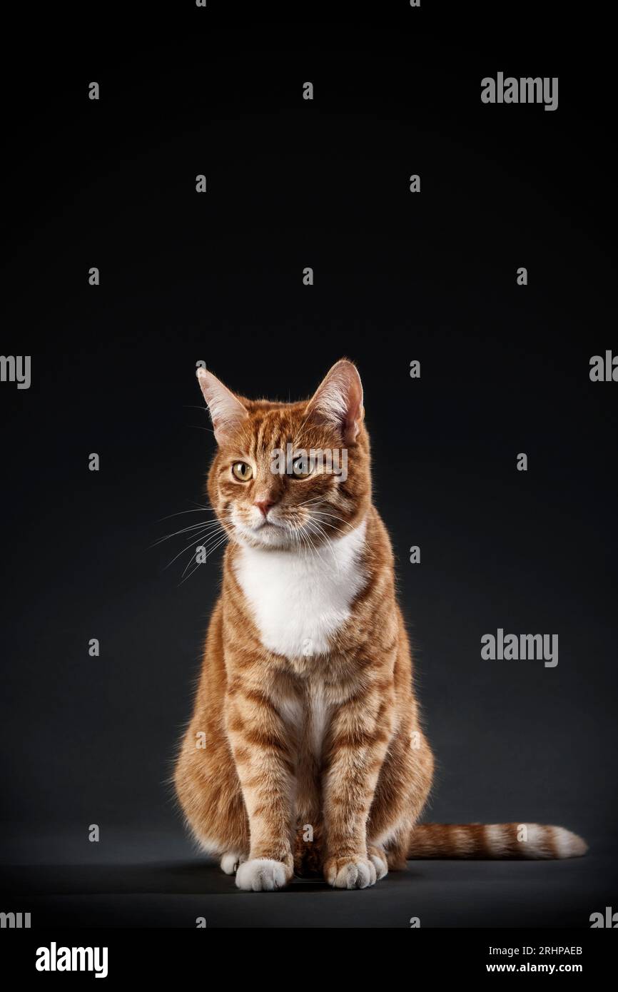 Vue de côté sur une tête de chat Banque de photographies et d’images à ...