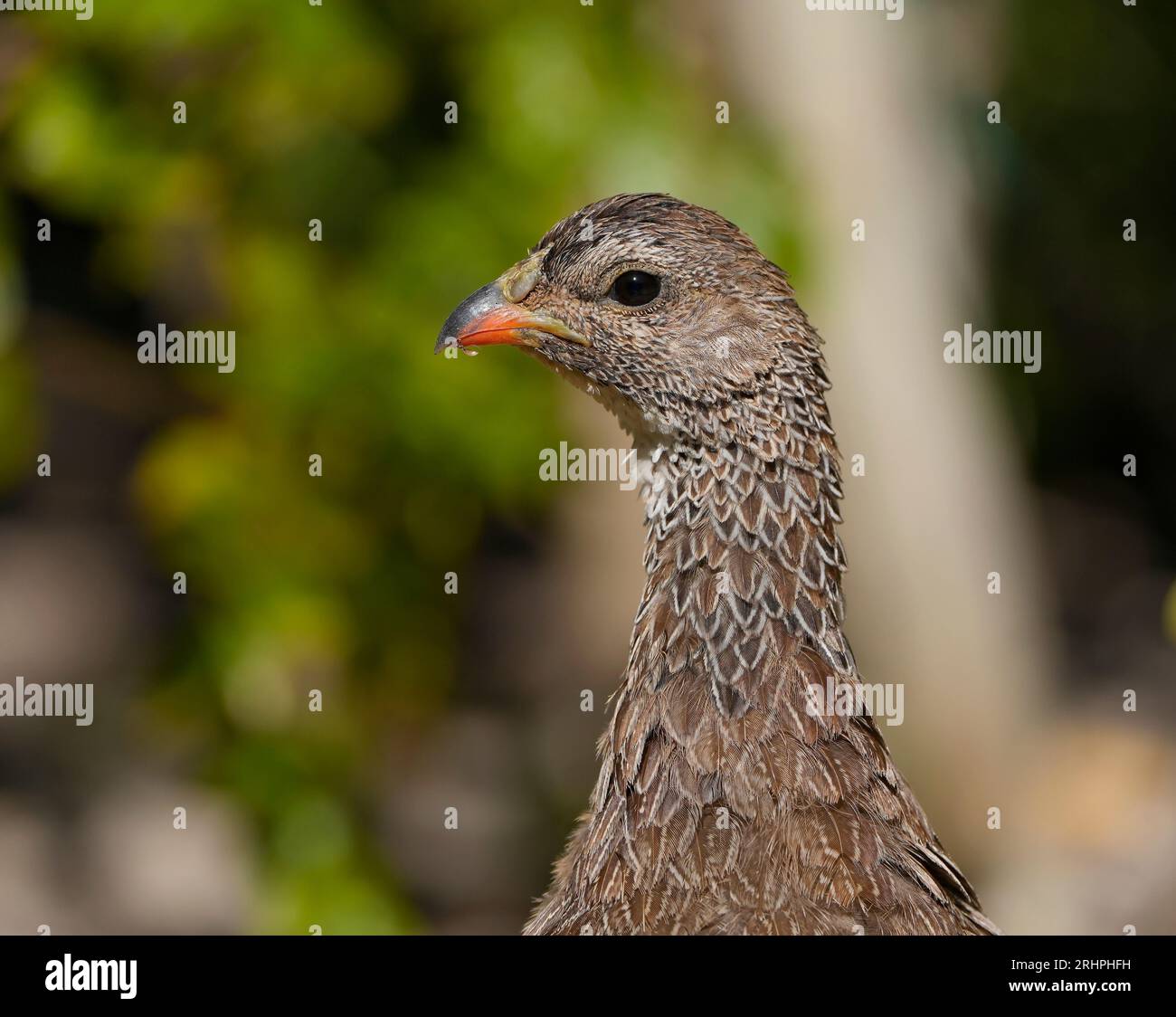 Spurfowl du cap pternistis capensis Banque de photographies et d’images ...