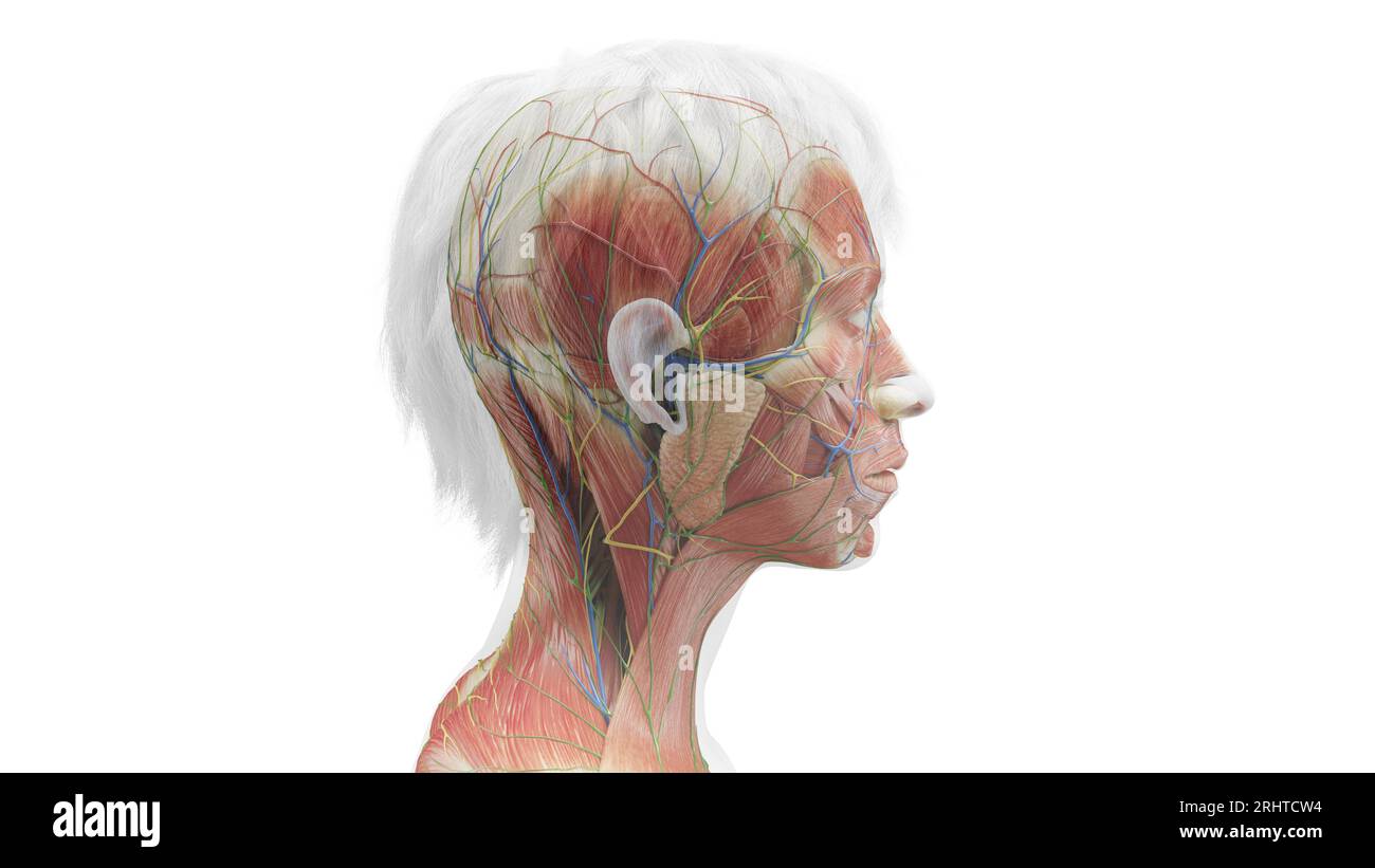 Muscles de la tête et du cou, illustration Photo Stock - Alamy
