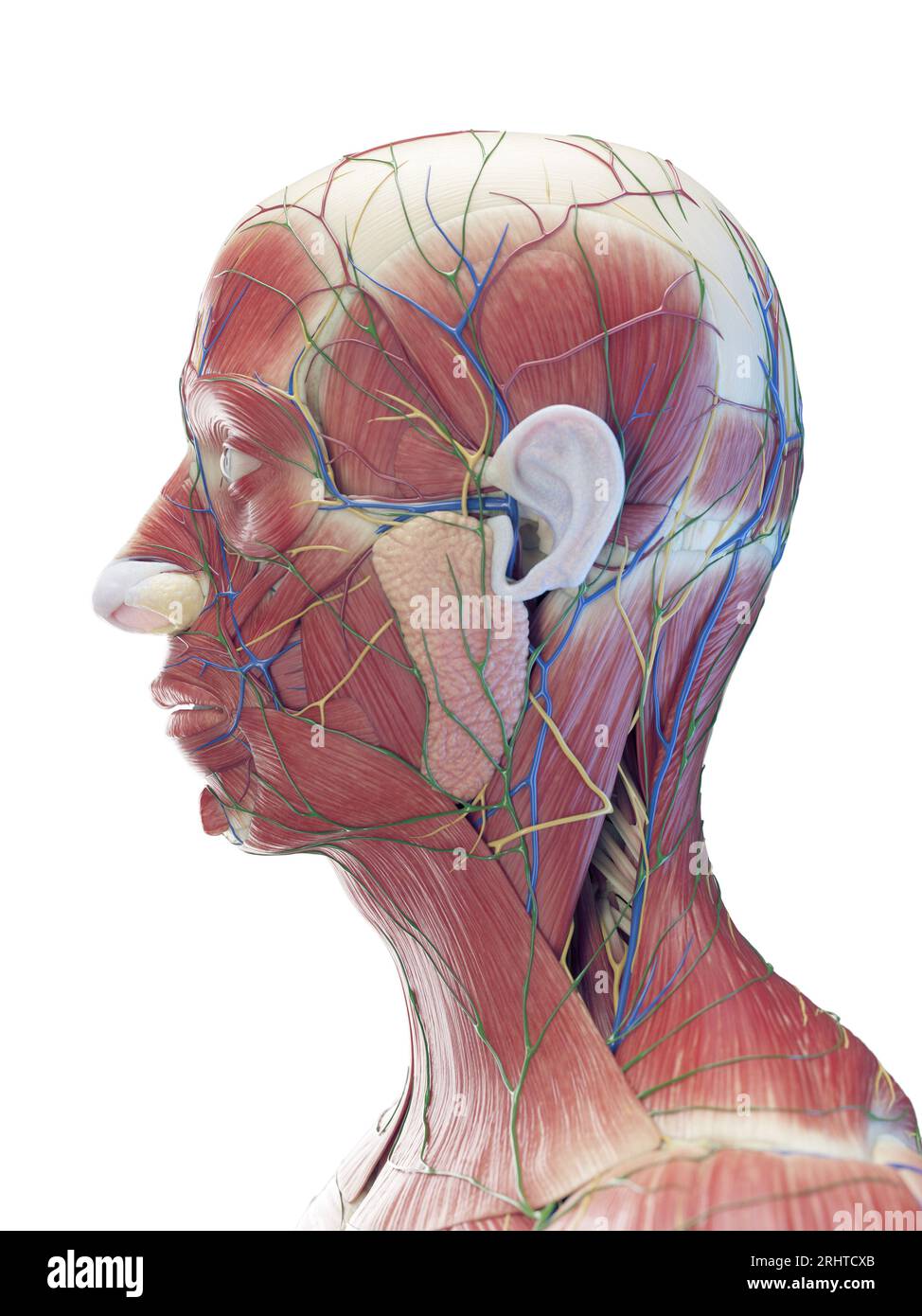Muscles de la tête masculine, illustration Photo Stock - Alamy