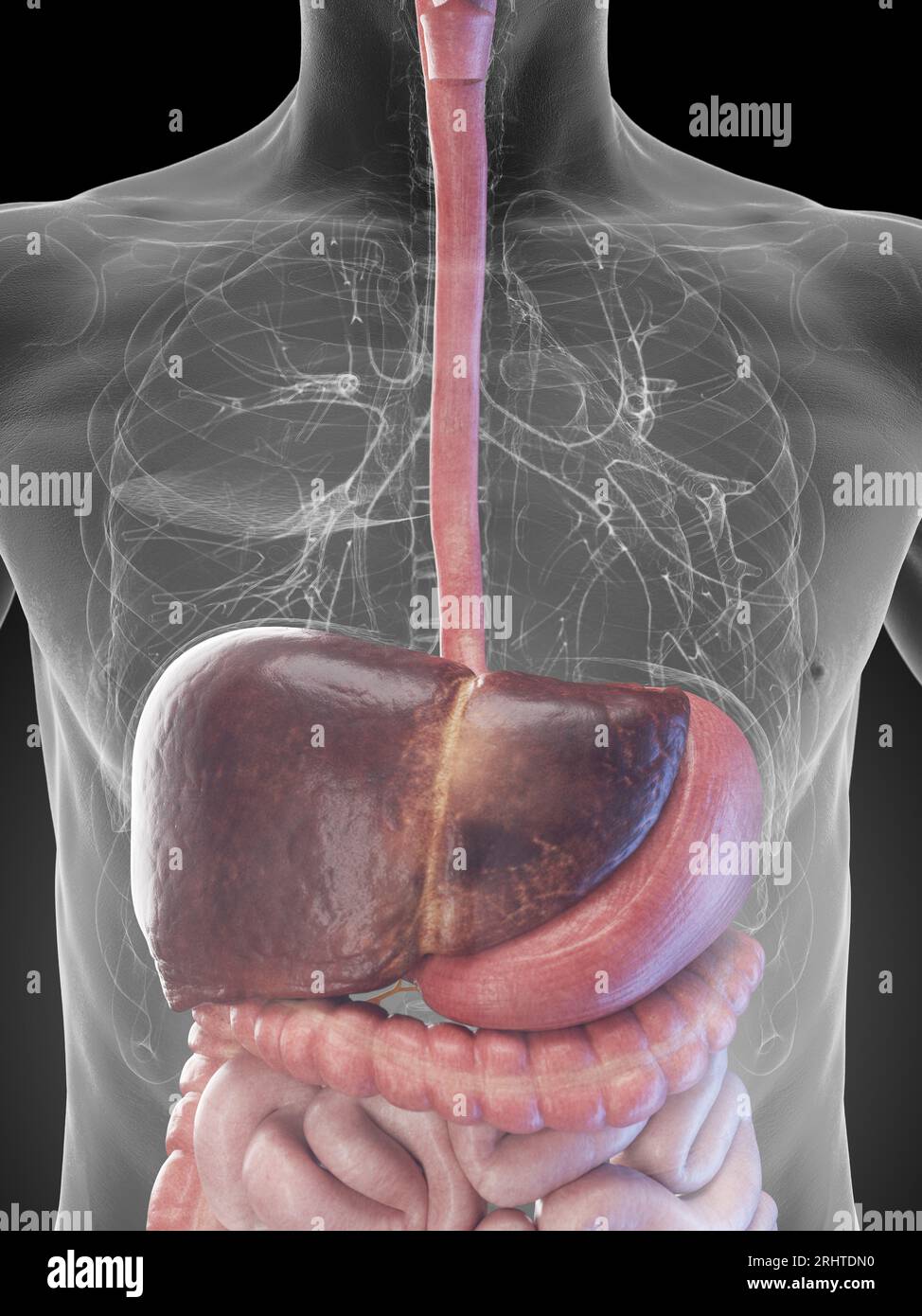 Les viscères du corps humain Banque de photographies et d’images à ...