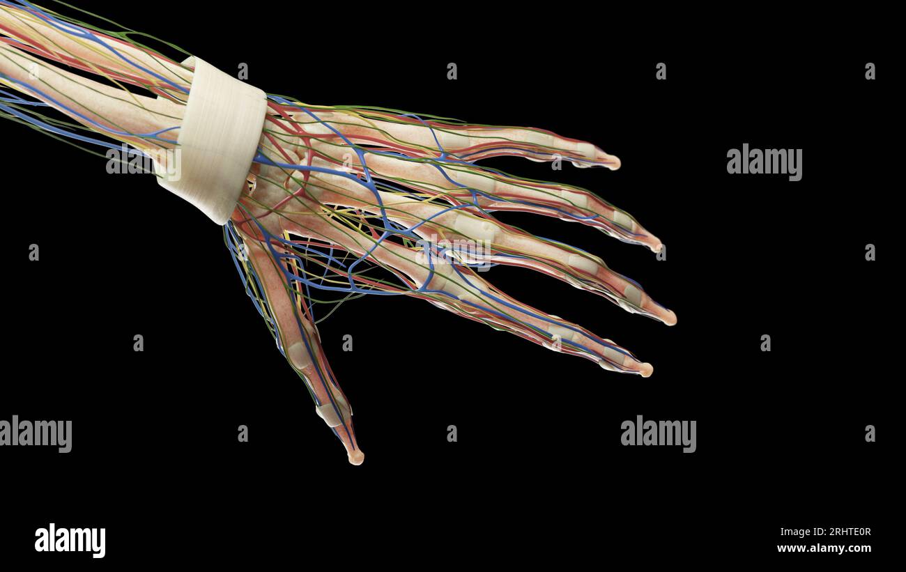 Main anatomie tendons nerfs main Banque de photographies et d’images à ...