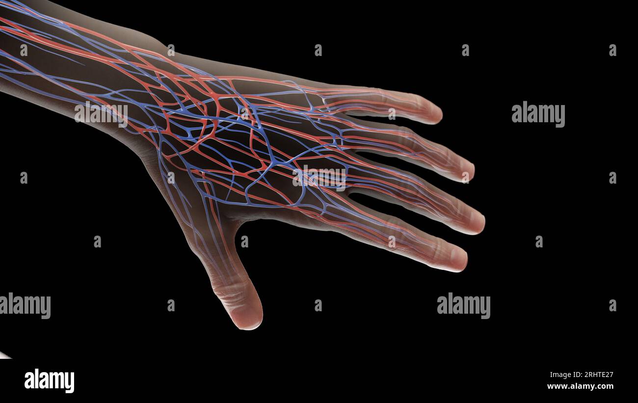 Ulnar artery Banque de photographies et d’images à haute résolution - Alamy