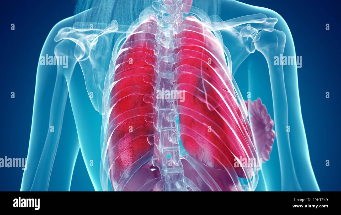 Anatomie thoracique, illustration Photo Stock - Alamy
