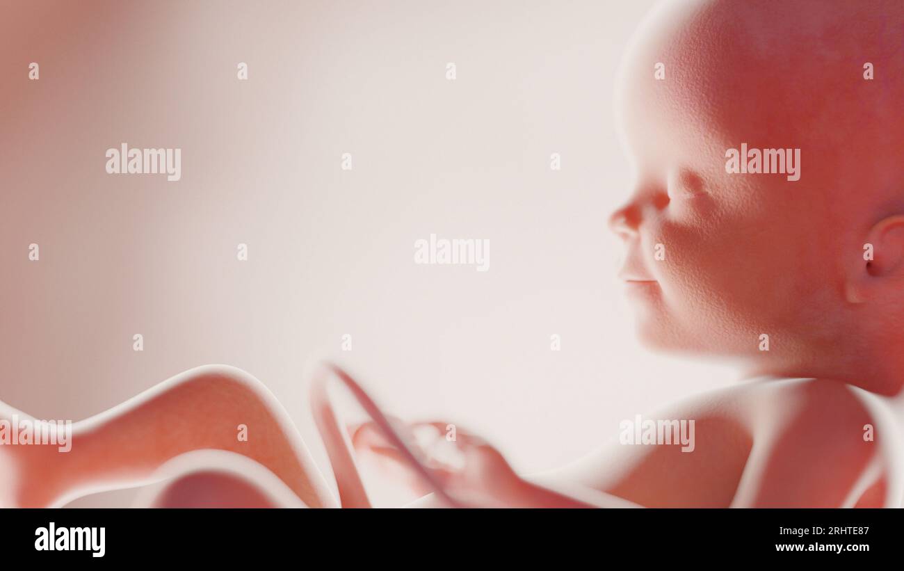 Foetus de 22 semaines Banque de photographies et d’images à haute ...