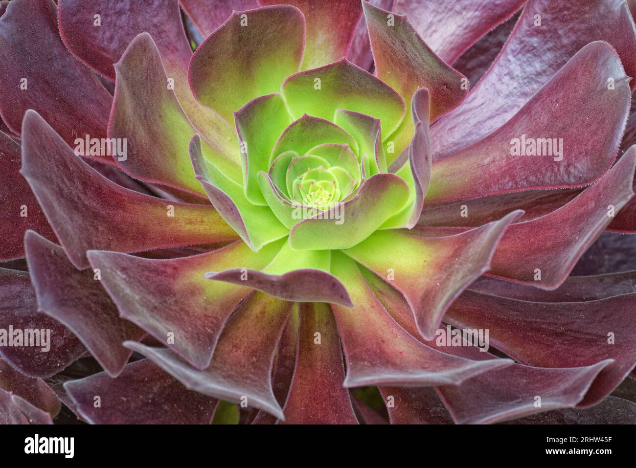 Aeonium arboreum floraison Banque de photographies et d’images à haute ...