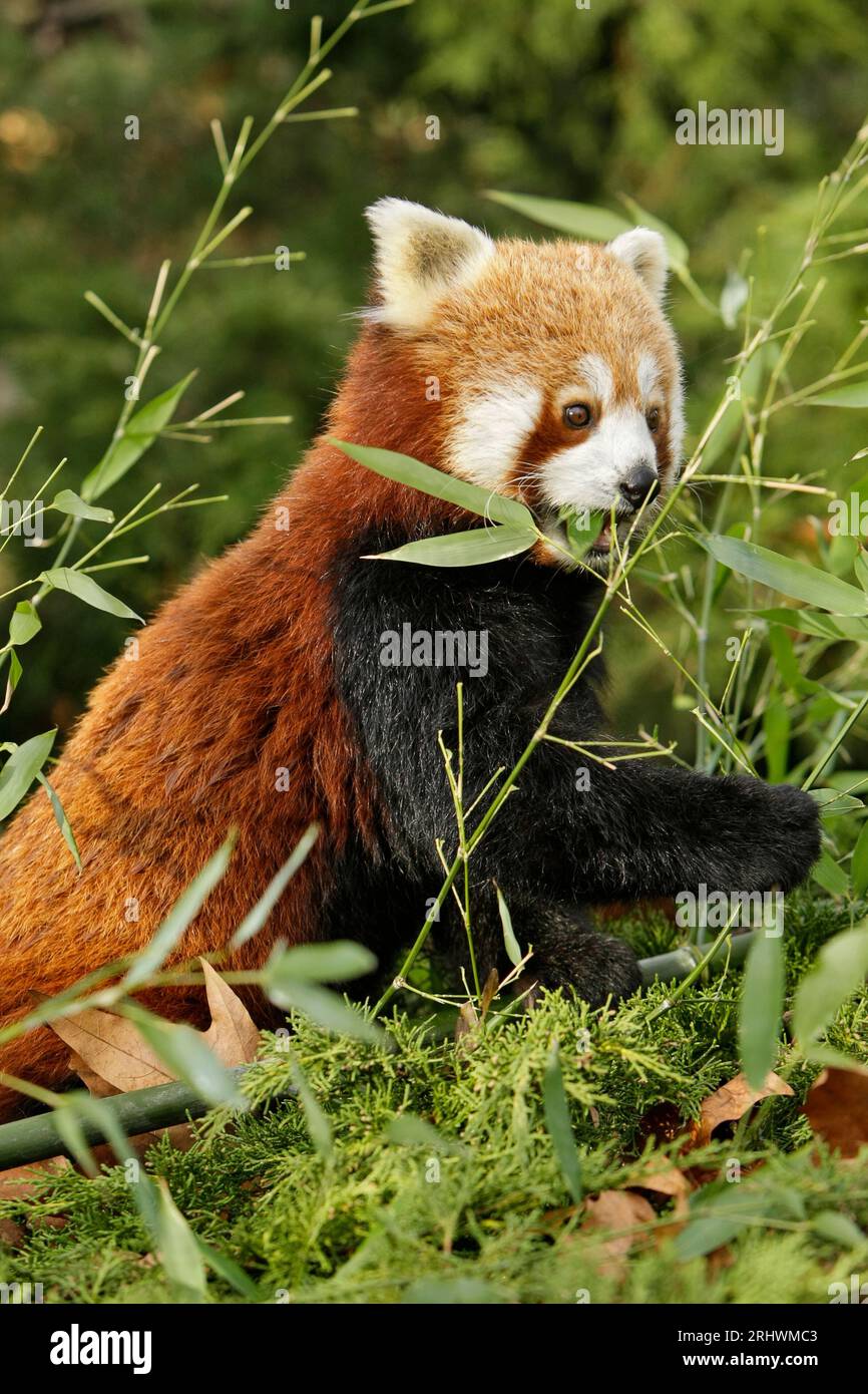 Rode panda Banque de photographies et d’images à haute résolution - Alamy