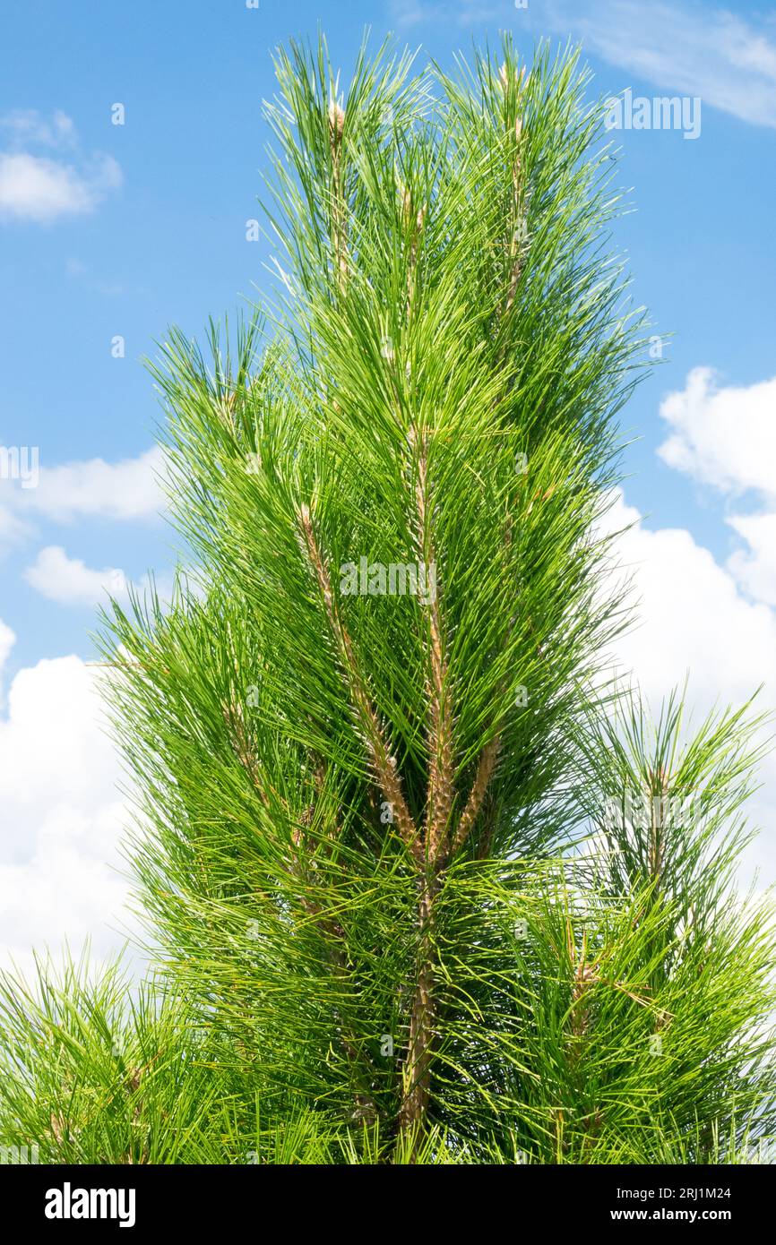 Pin rouge japonais Banque de photographies et d’images à haute ...
