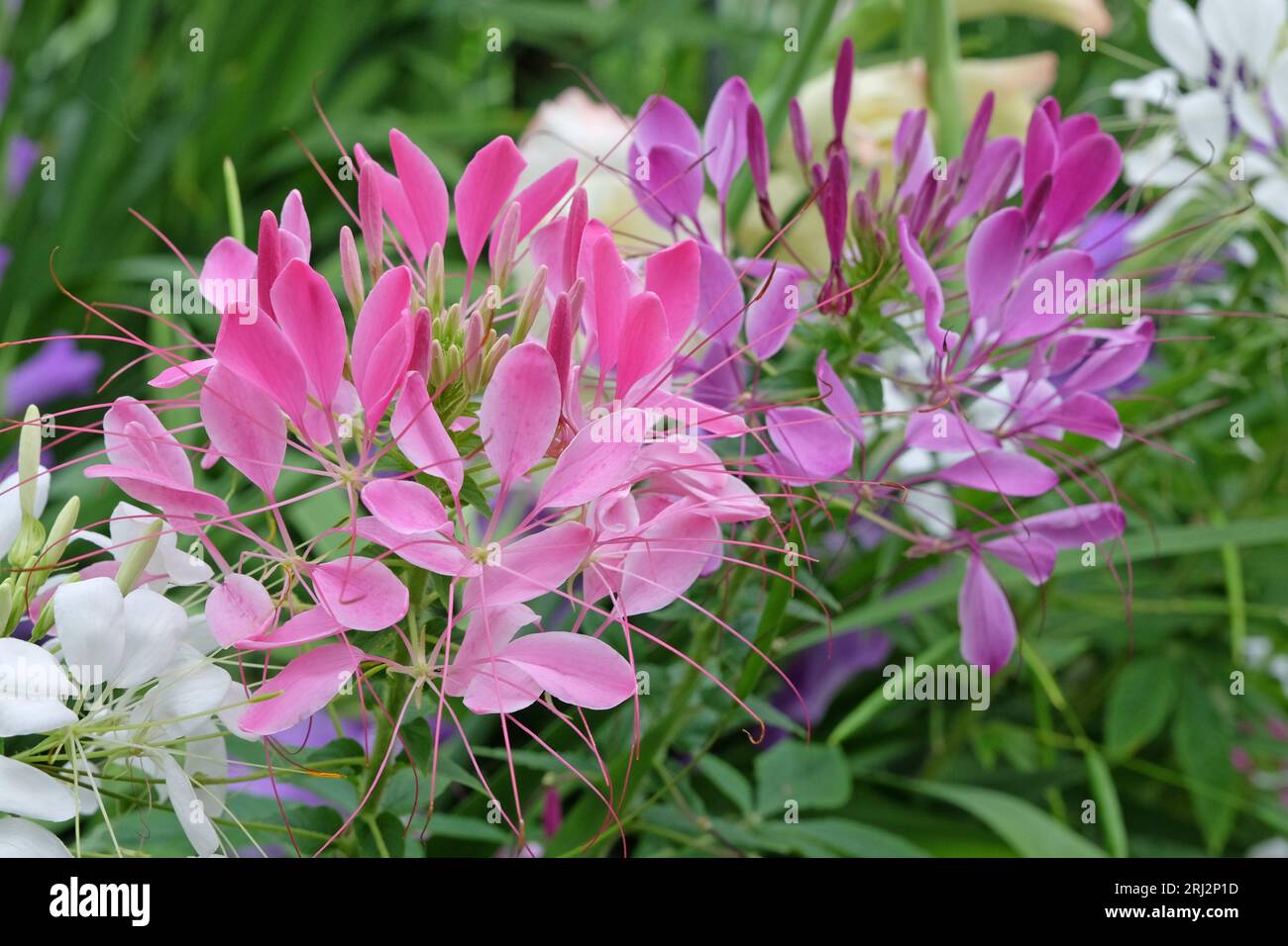Fleur d'araignée rose Banque de photographies et d’images à haute ...