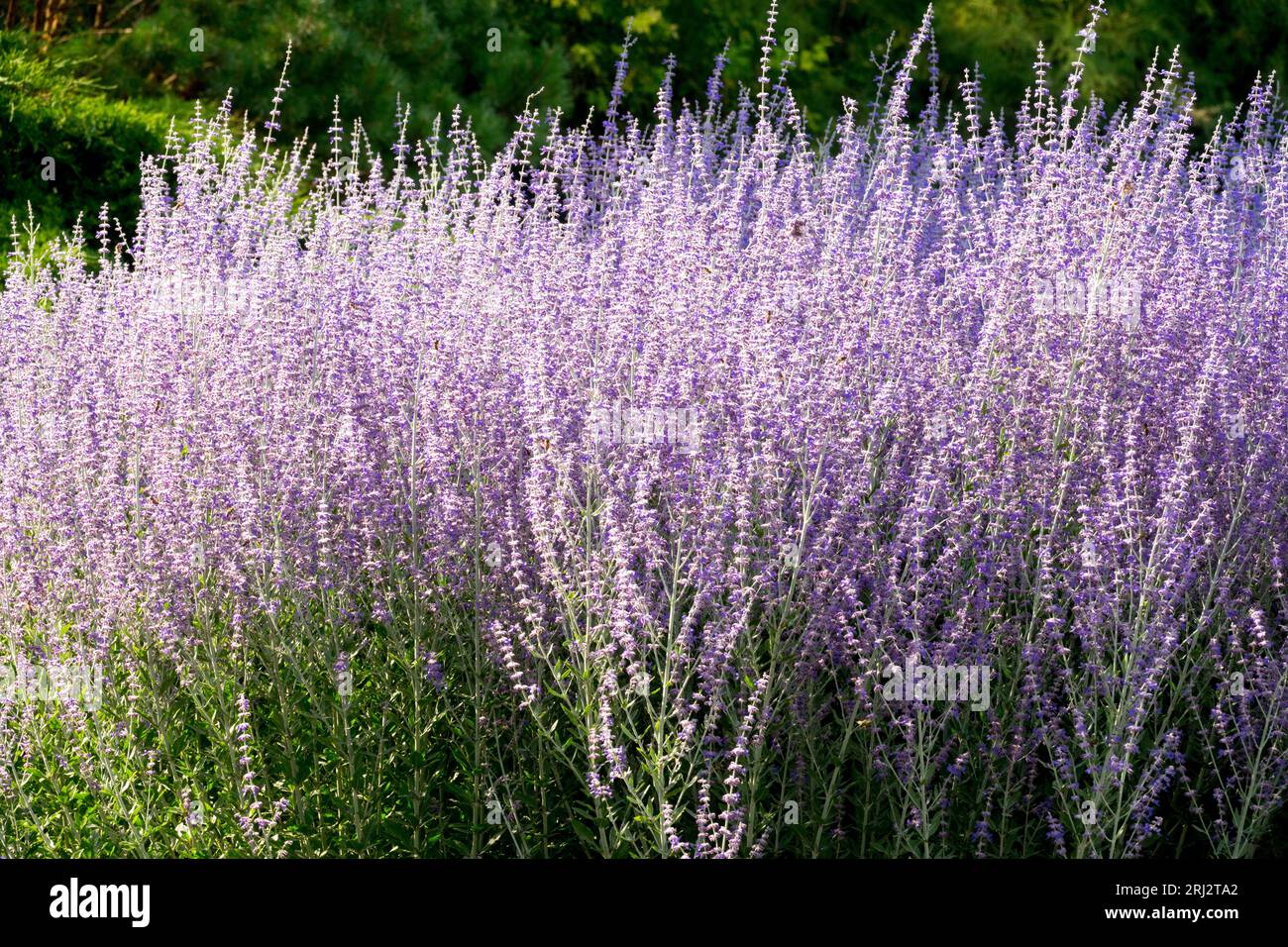 Russian sage perovskia atriplicifolia Banque de photographies et d ...