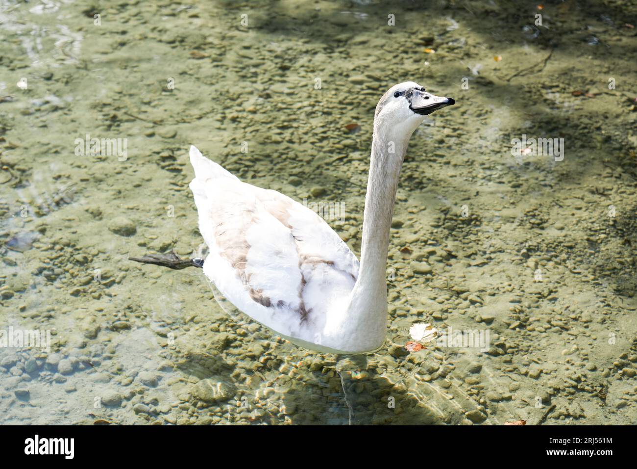 Un jeune cygne Banque de photographies et d’images à haute résolution - Alamy