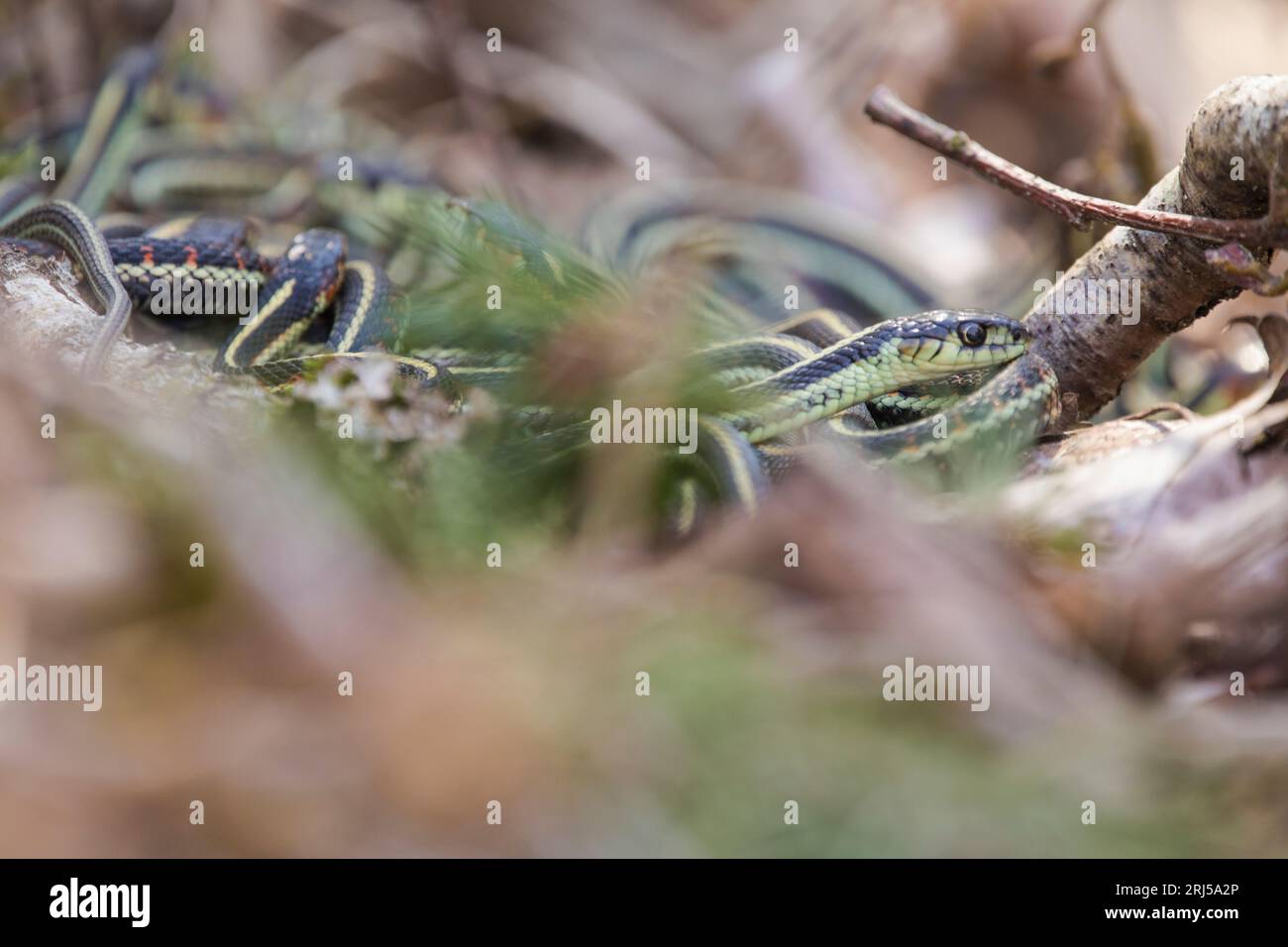 Accouplement de serpents Banque de photographies et d’images à haute ...