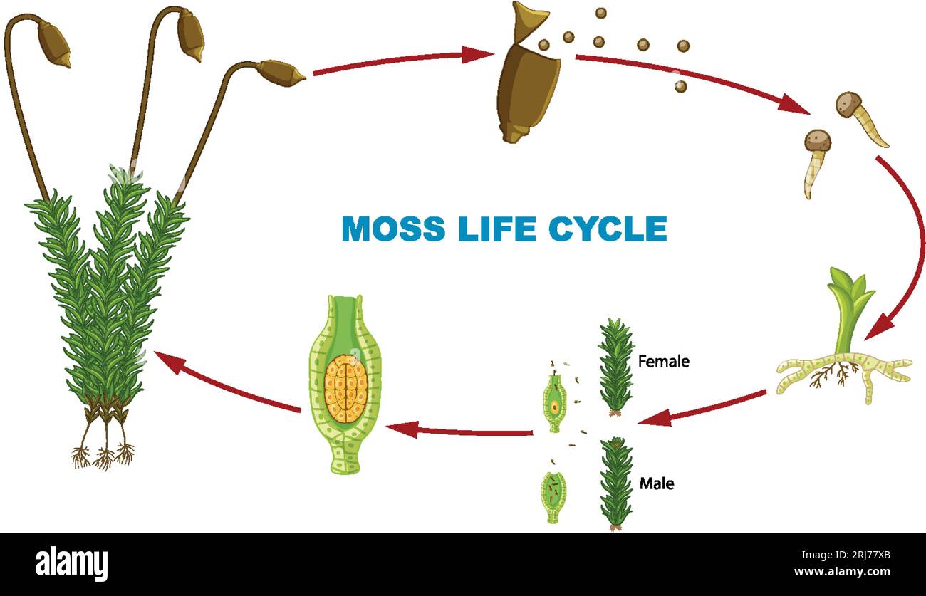 Infographie illustrée illustrant le cycle de vie des plantes de mousse ...