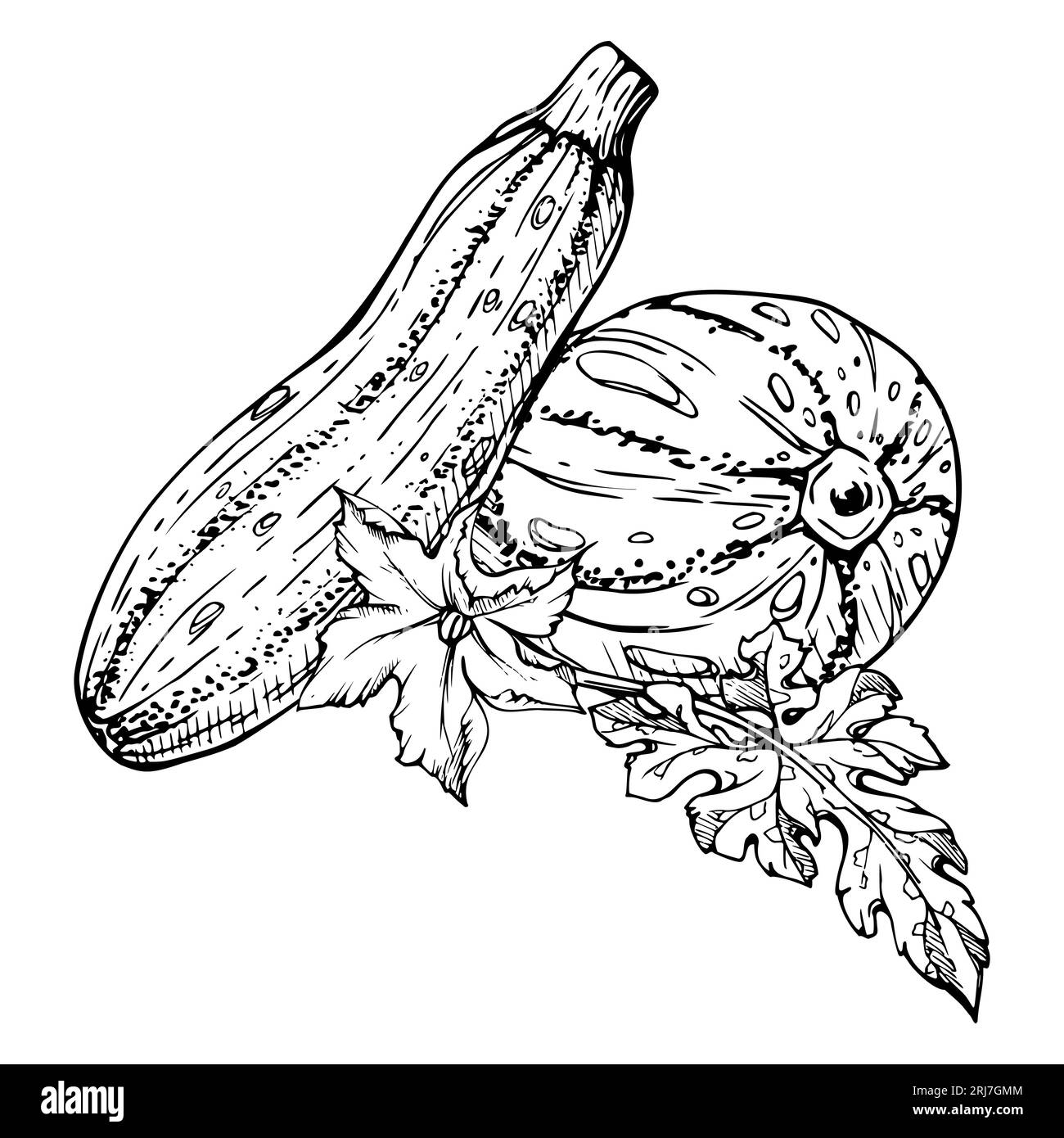 Plant de courgette dessin Banque d'images noir et blanc - Alamy