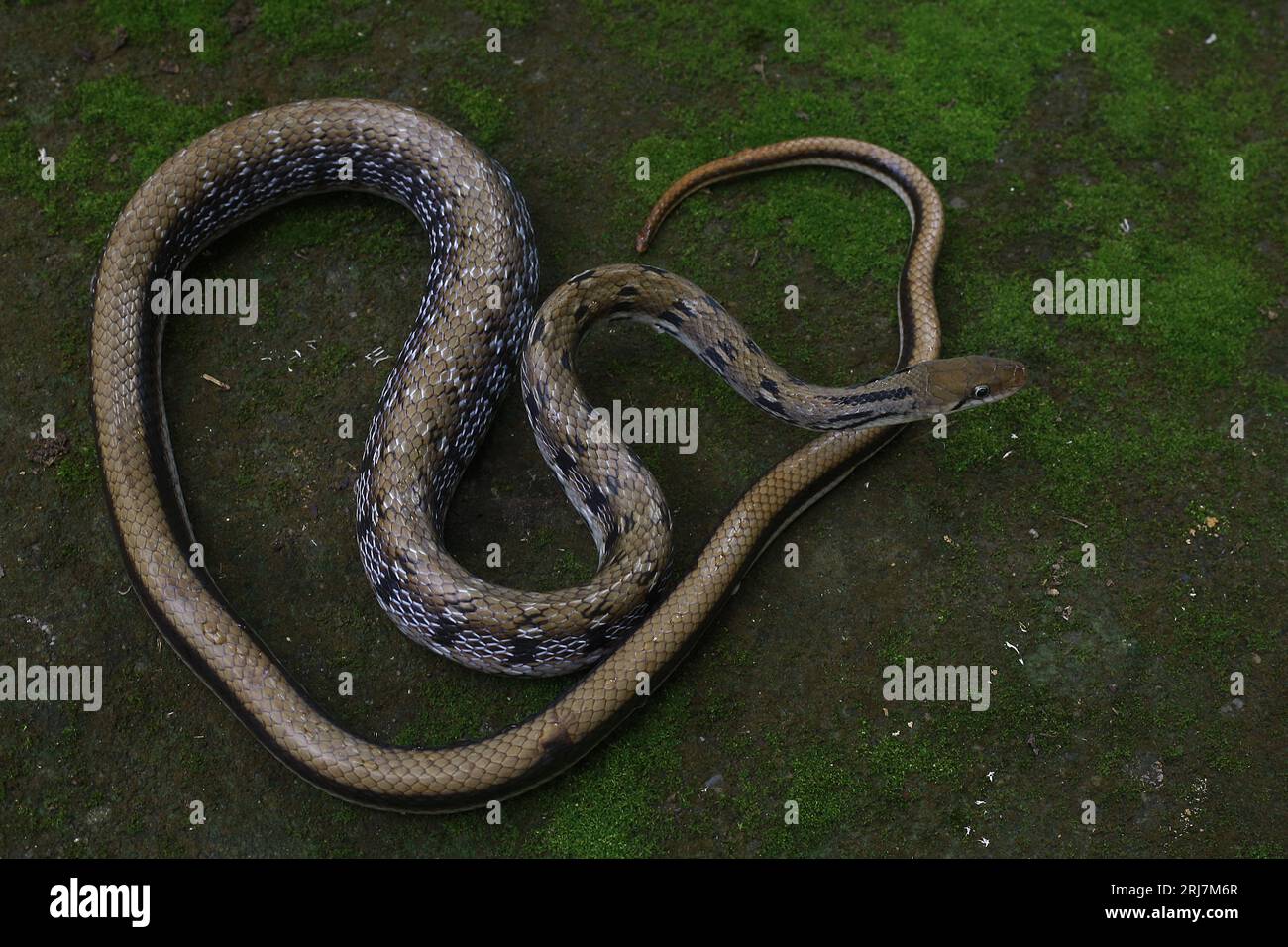 Colubridae de serpent commun Banque de photographies et d’images à ...