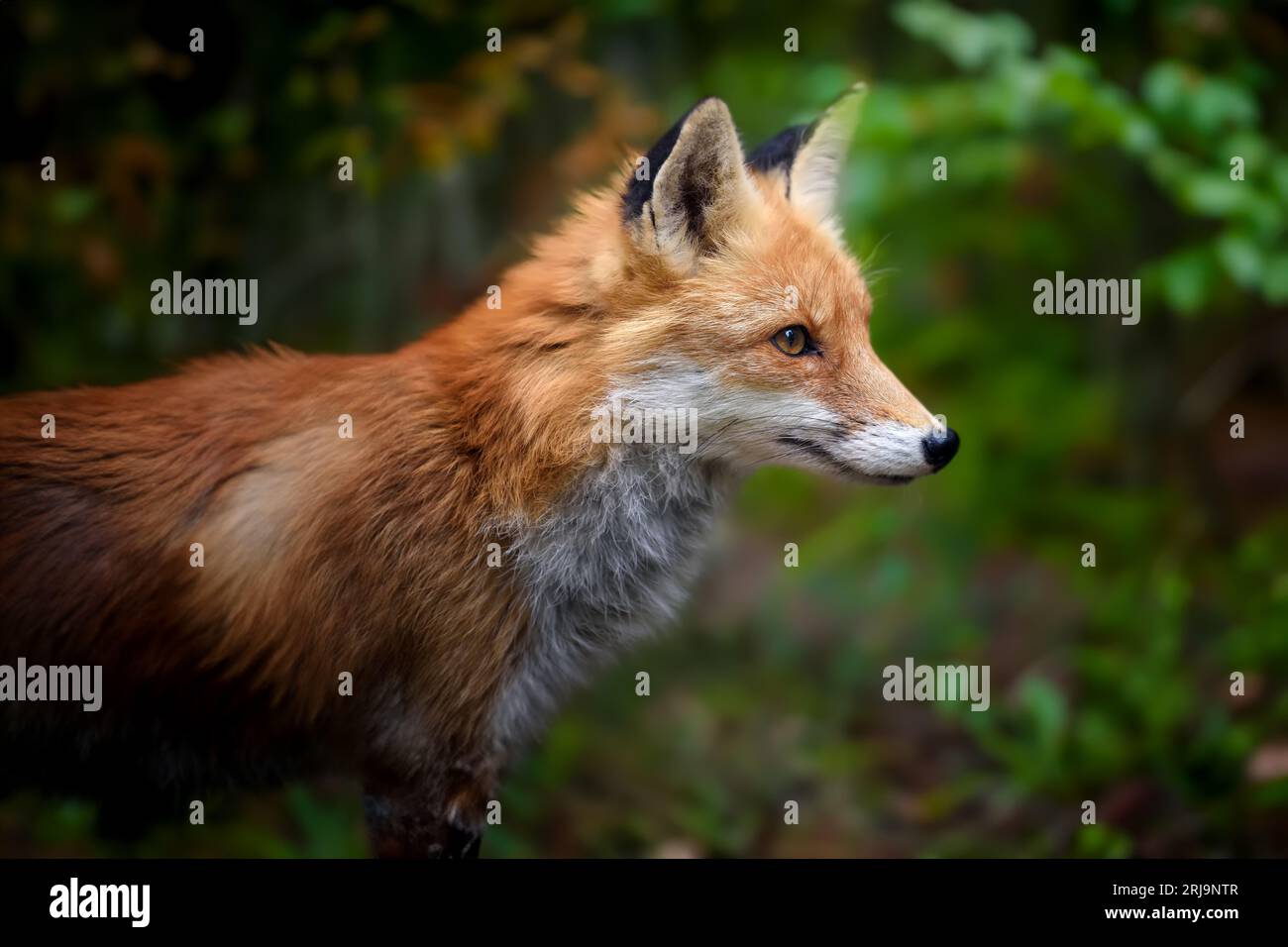 Renard renard roux animal animal sauvage Banque de photographies et d’images à haute résolution ...