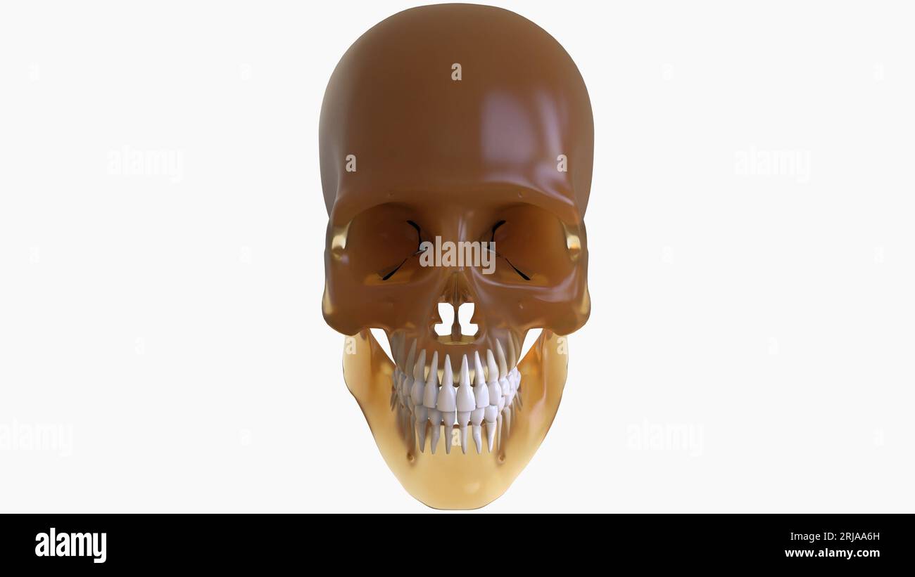 Anatomie des os du crâne du squelette humain pour le concept médical ...