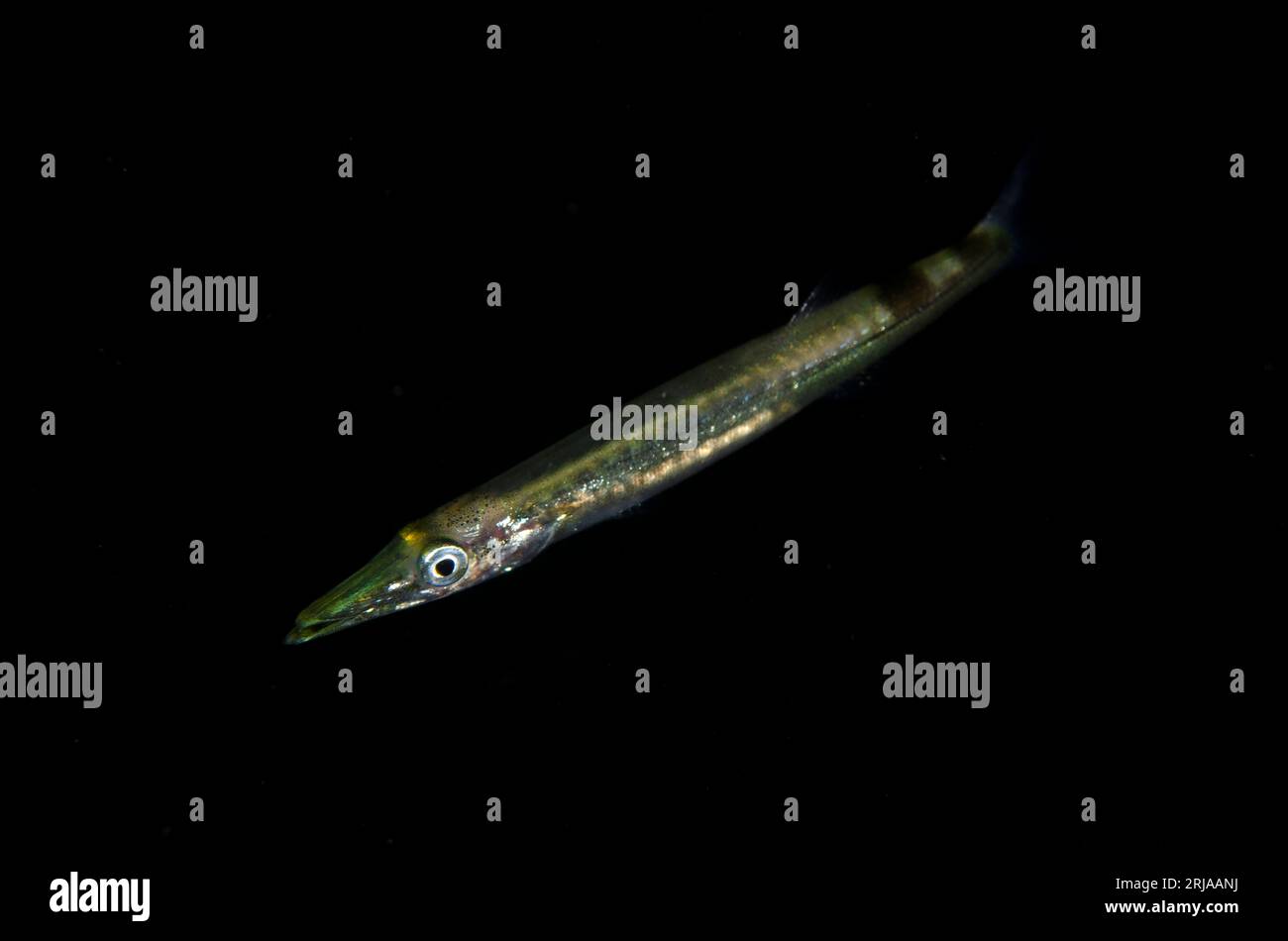 Sphyraena sp Banque de photographies et d’images à haute résolution - Alamy