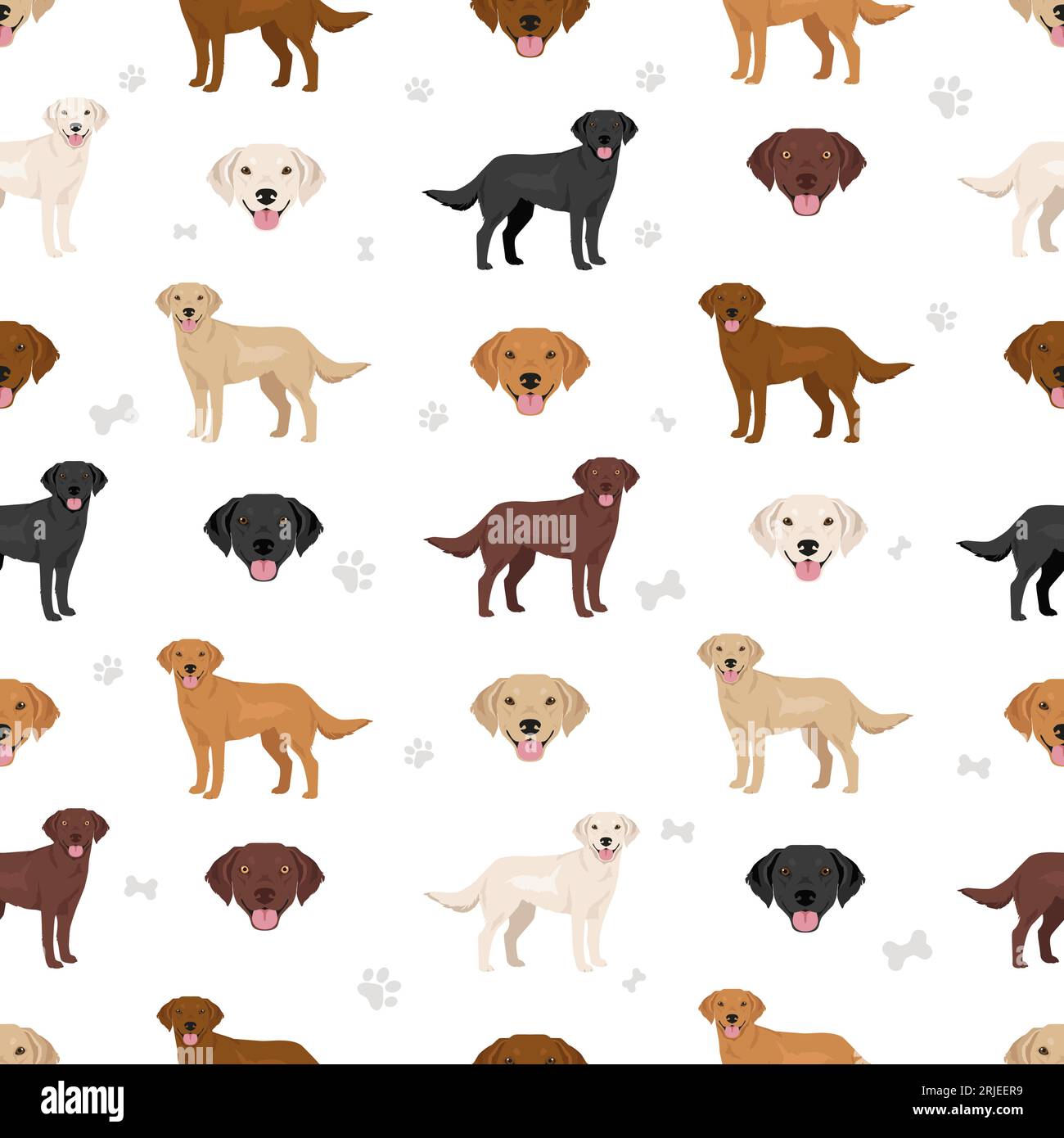 Husky Limier Golden Retriever Mélange De Dogue