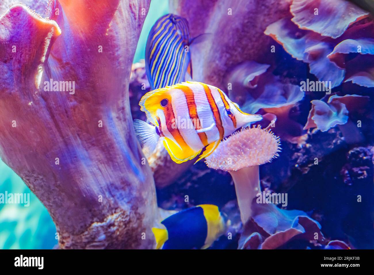 Butterfly fish hawaii Banque de photographies et d’images à haute ...