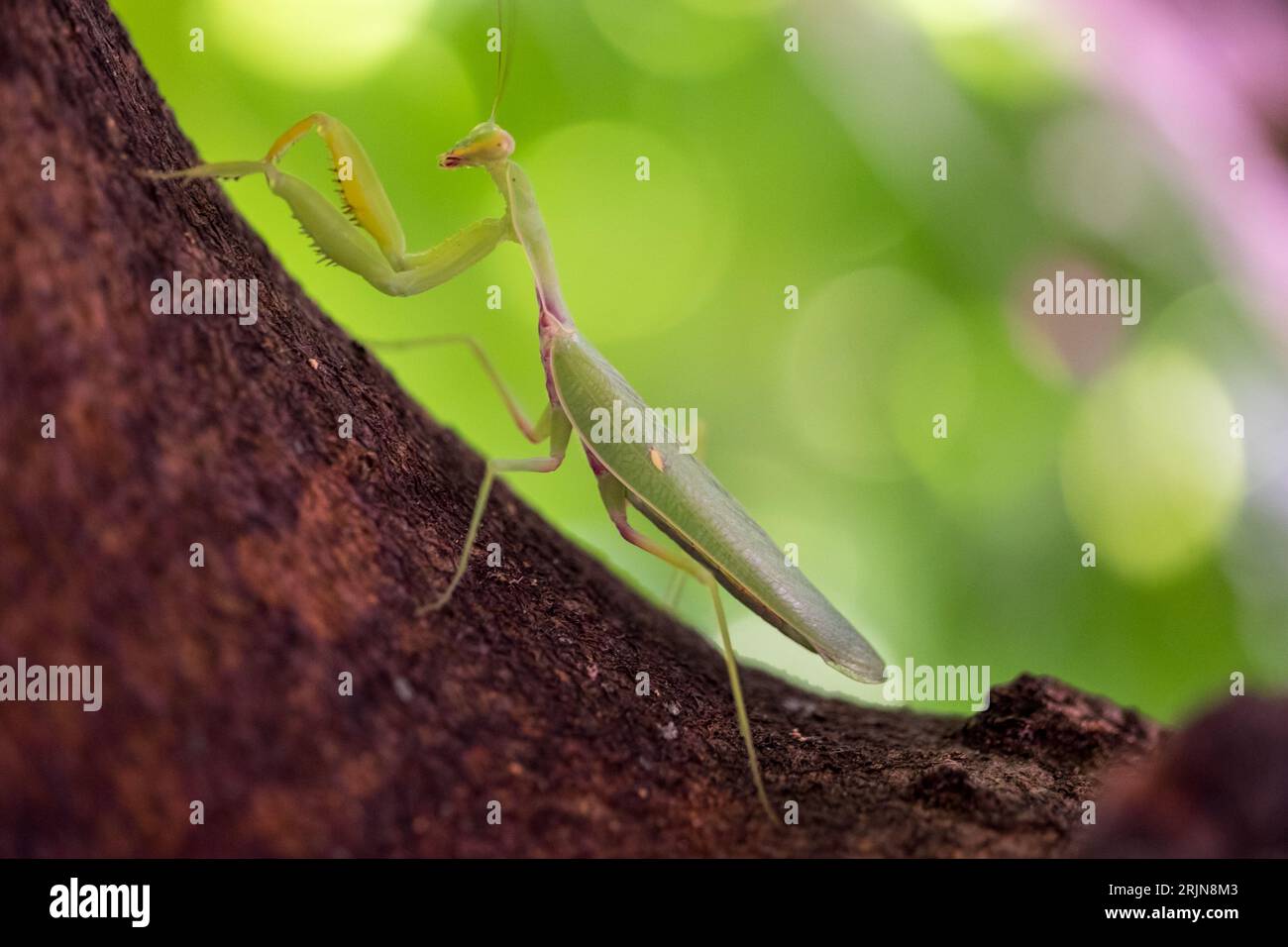 Praying mantises Banque de photographies et d’images à haute résolution ...