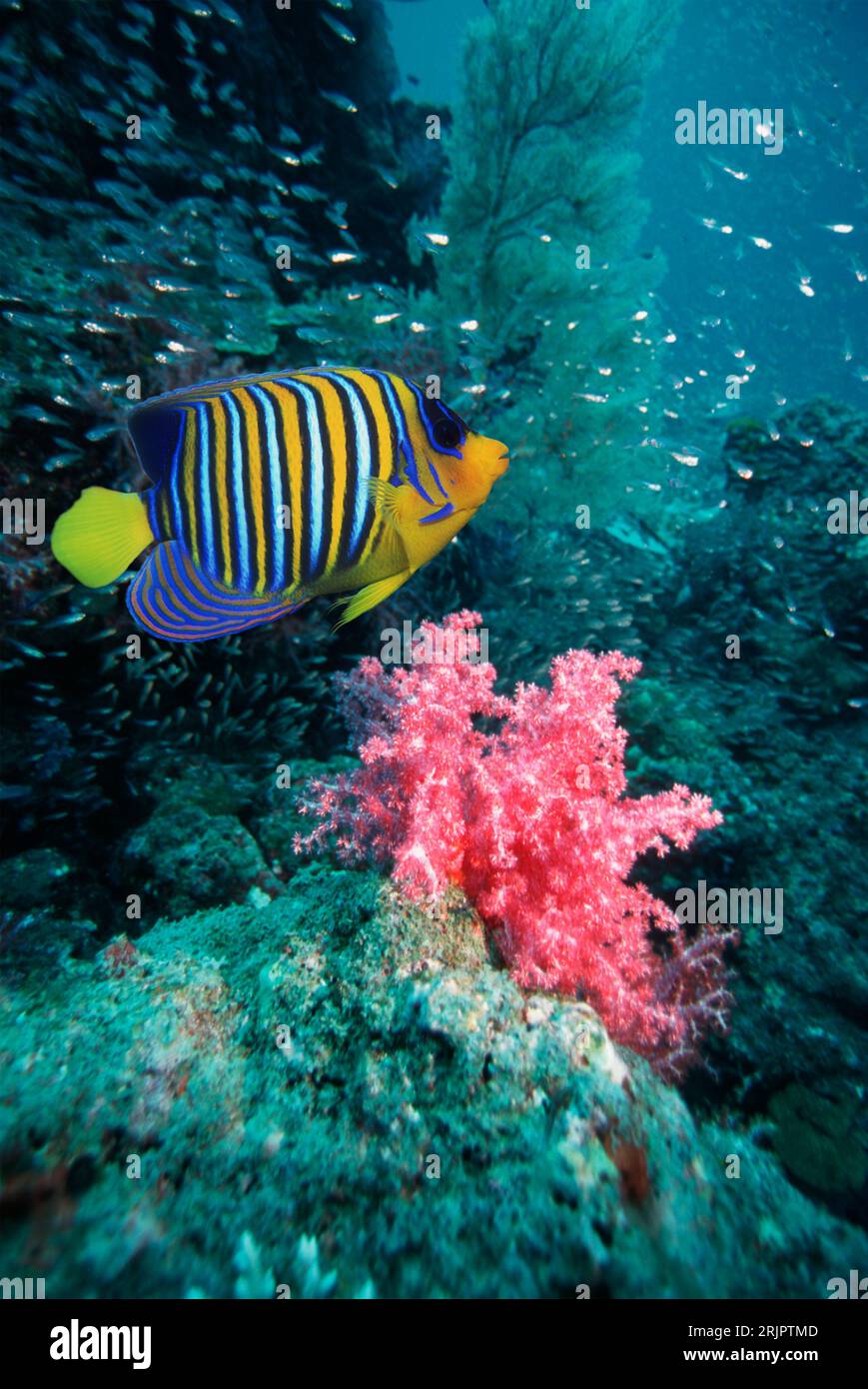 Empress angelfish Banque de photographies et d’images à haute ...