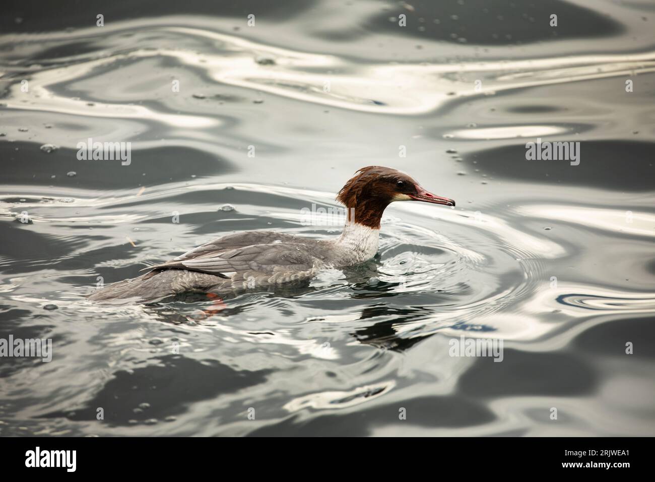 Canards piscivores Banque de photographies et d’images à haute ...